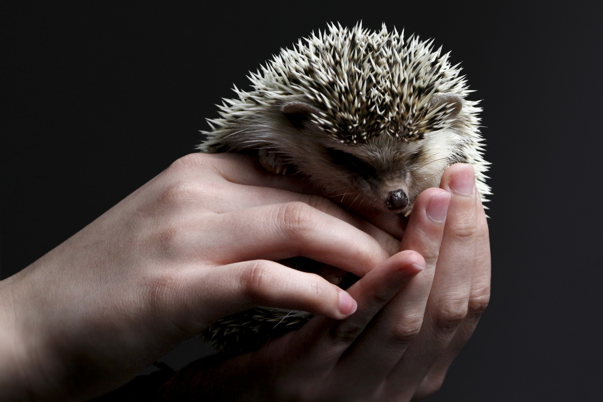 Hedgehog Animal Cute free image download