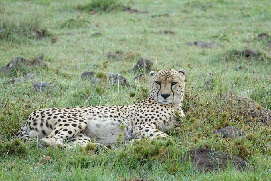 Wildlife Mammal Animal free image download