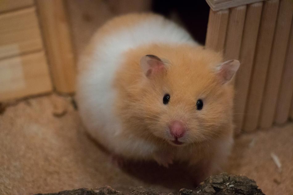 Cute Small Goldhamster free image download