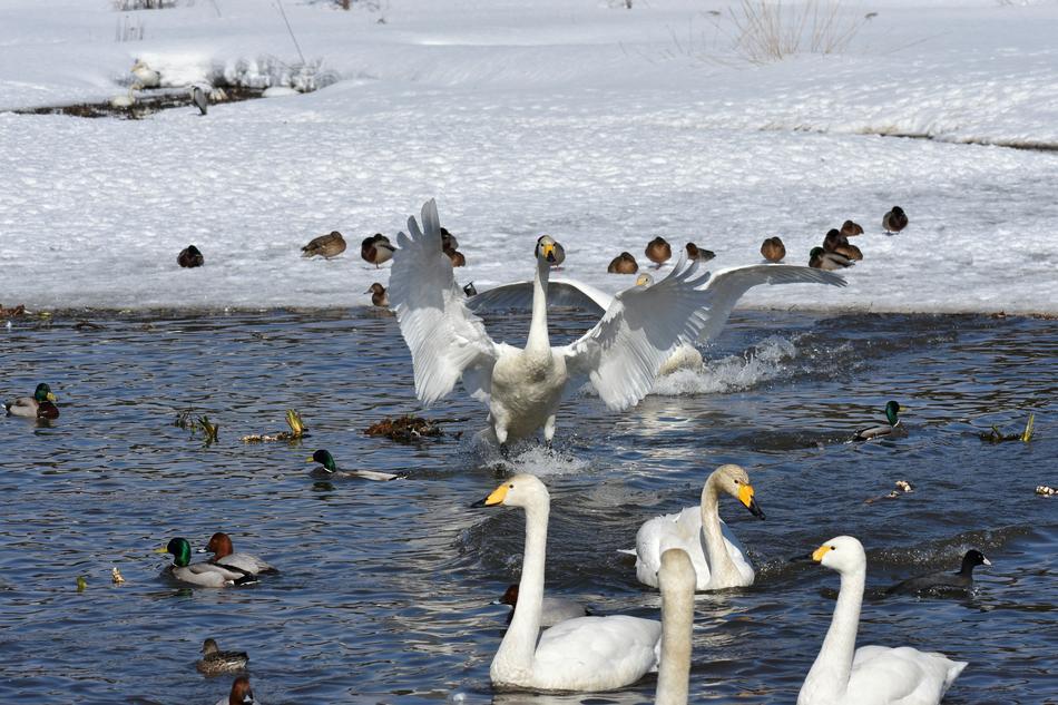 Animal Lake Waterside free image download