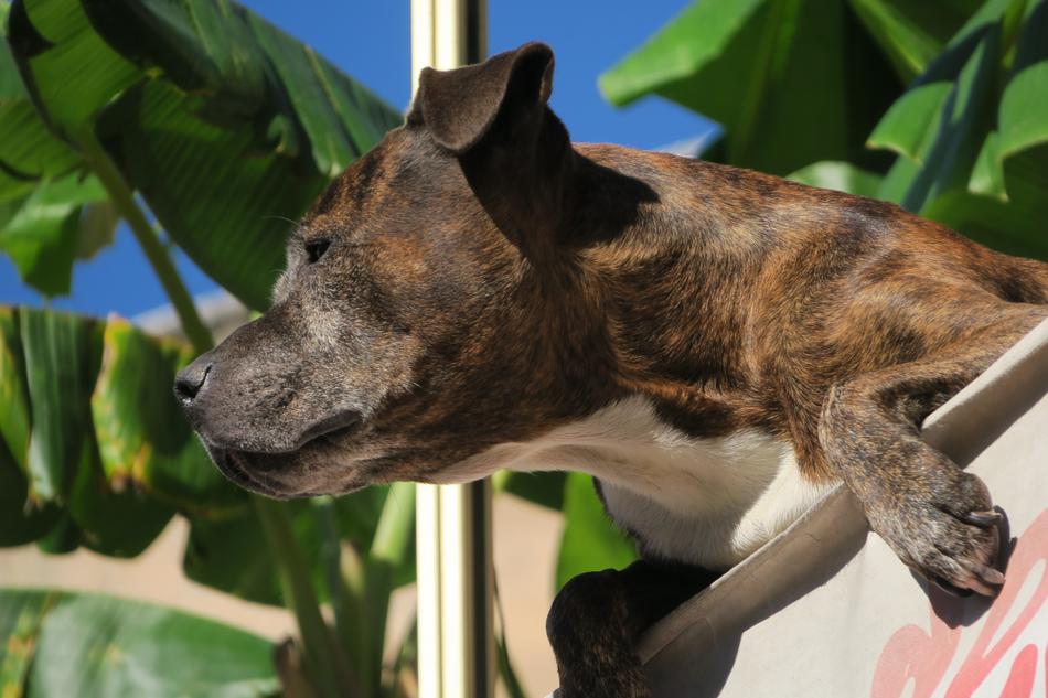 Summer Italy Dog free image download