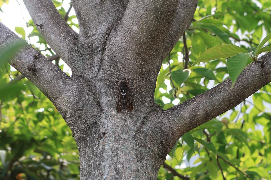 Cicada Insect on tree free image download