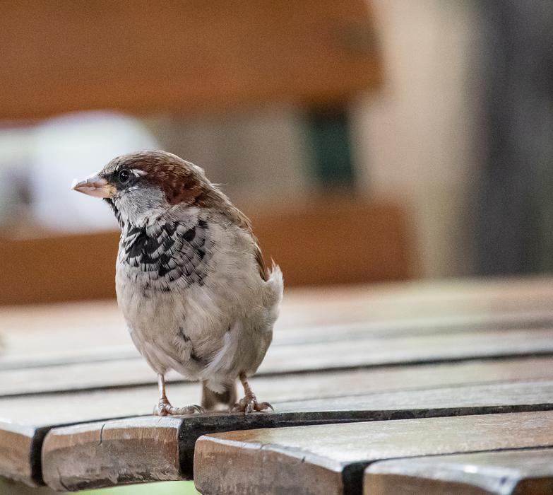 Sparrow Sperling Bird free image download