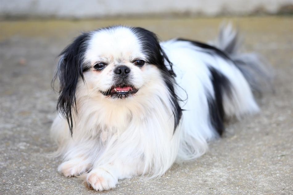 Dog Japanese Chin Animal free image download