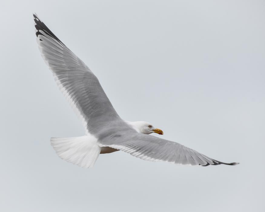 Gull Bird Flight free image download