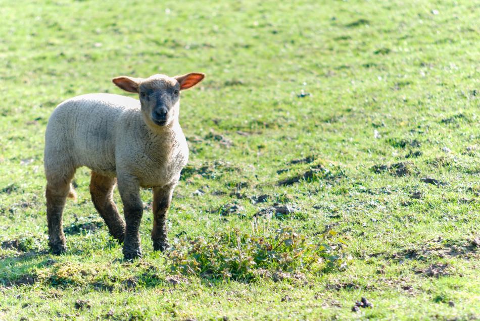 Sheep Livestock Prairie free image download