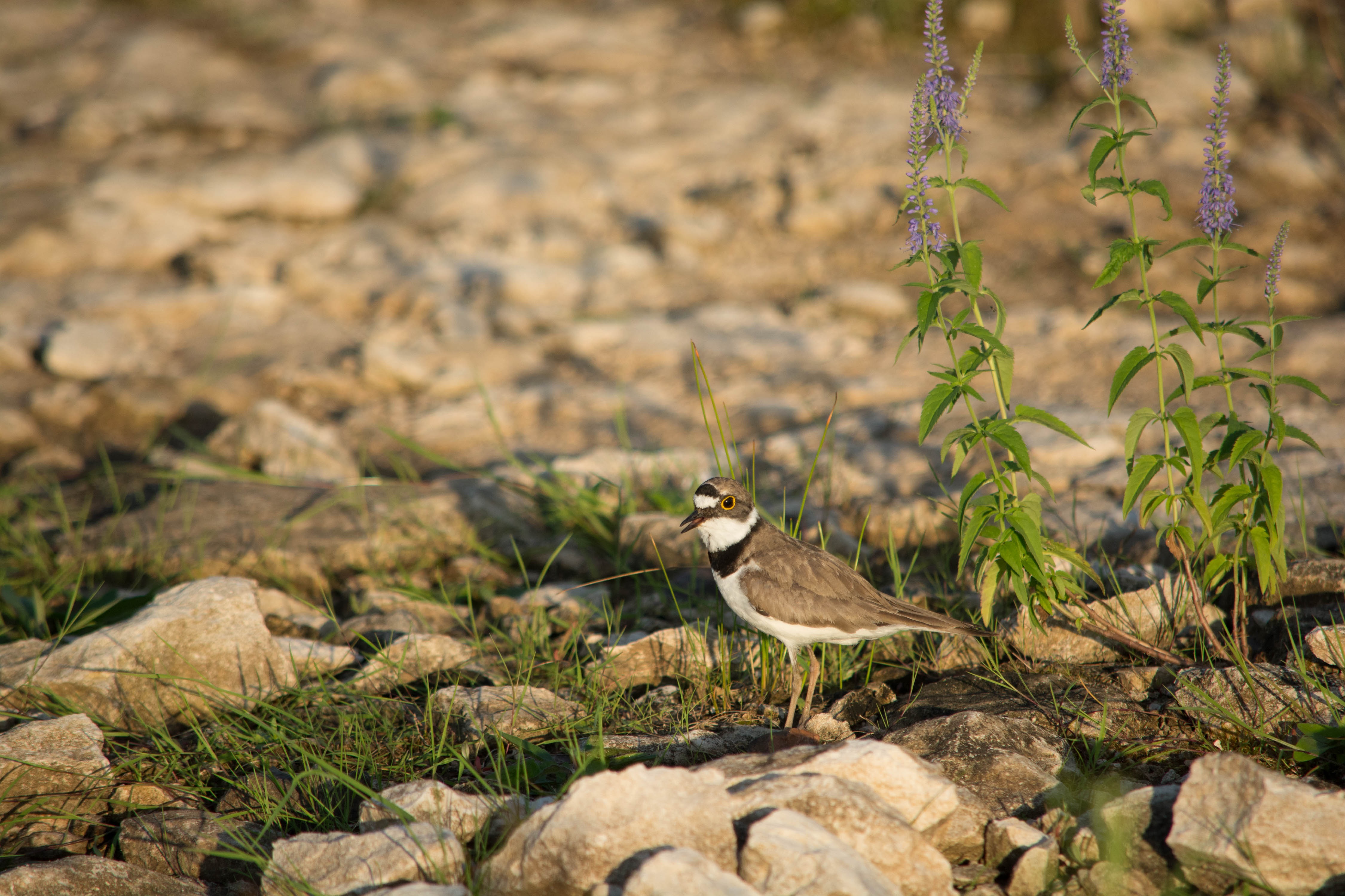 The Plovers Plover Birdie free image download