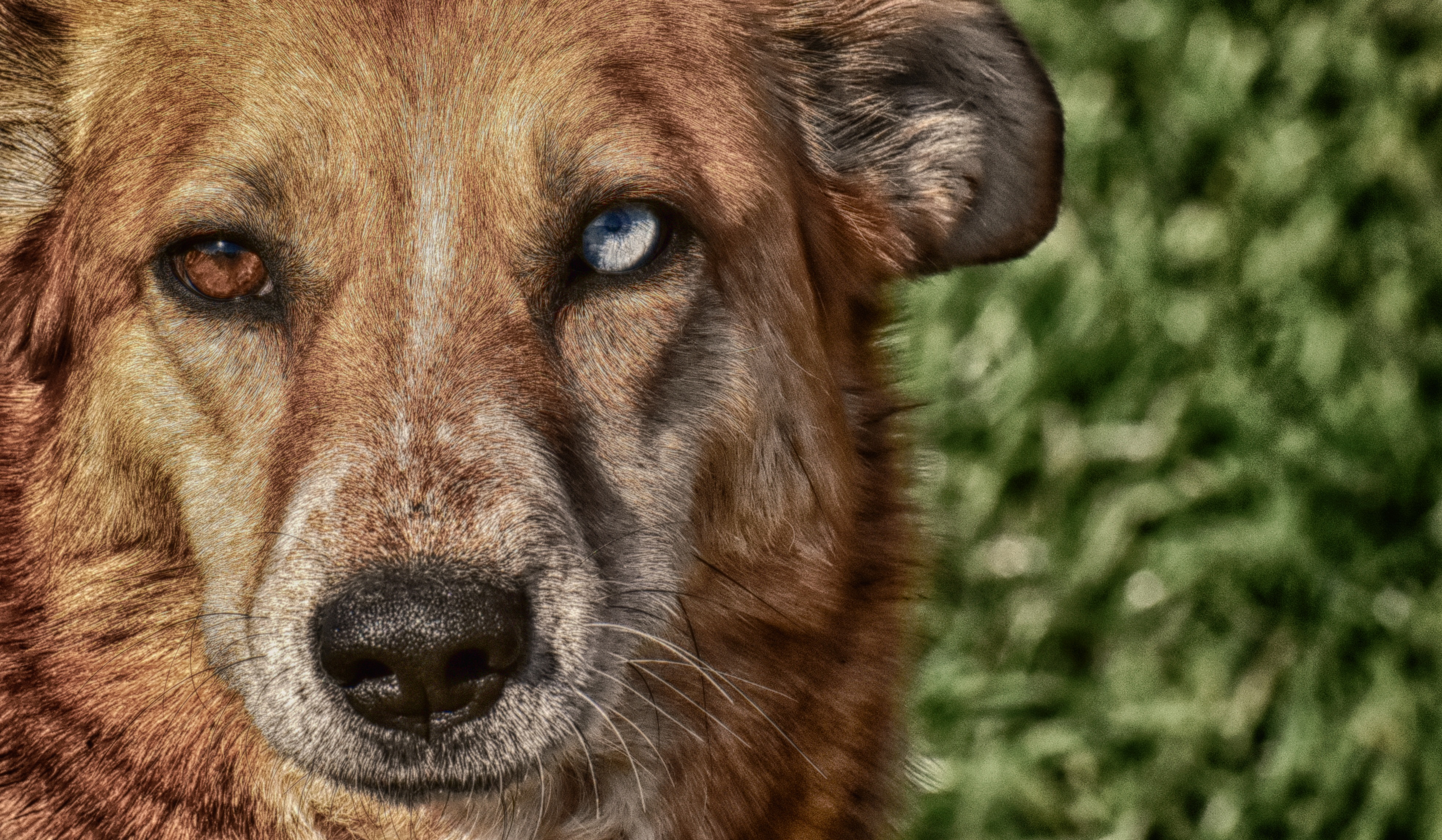 Dog Animal Different Eye Colors free image download