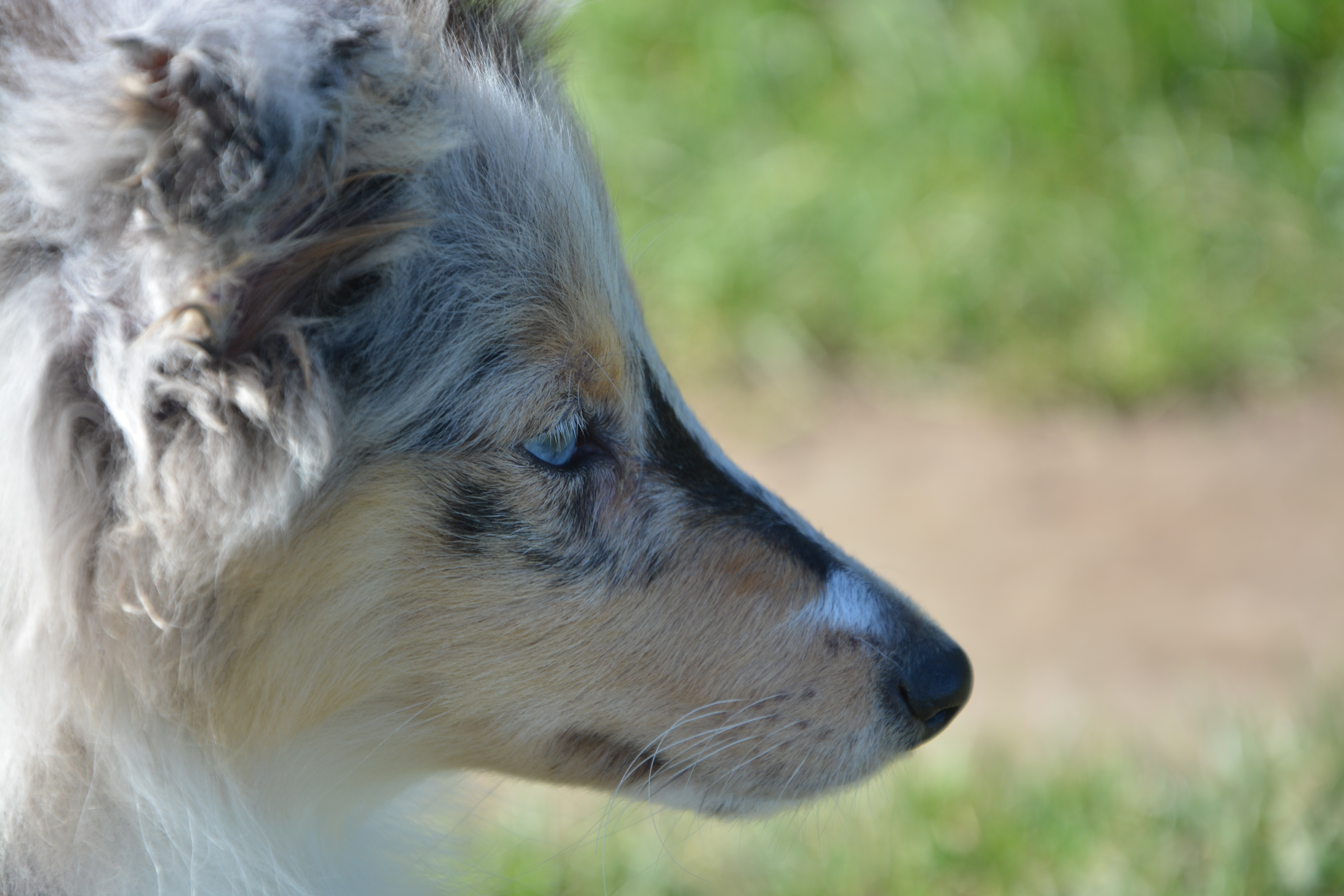 Puppy Dog Head Profile free image download