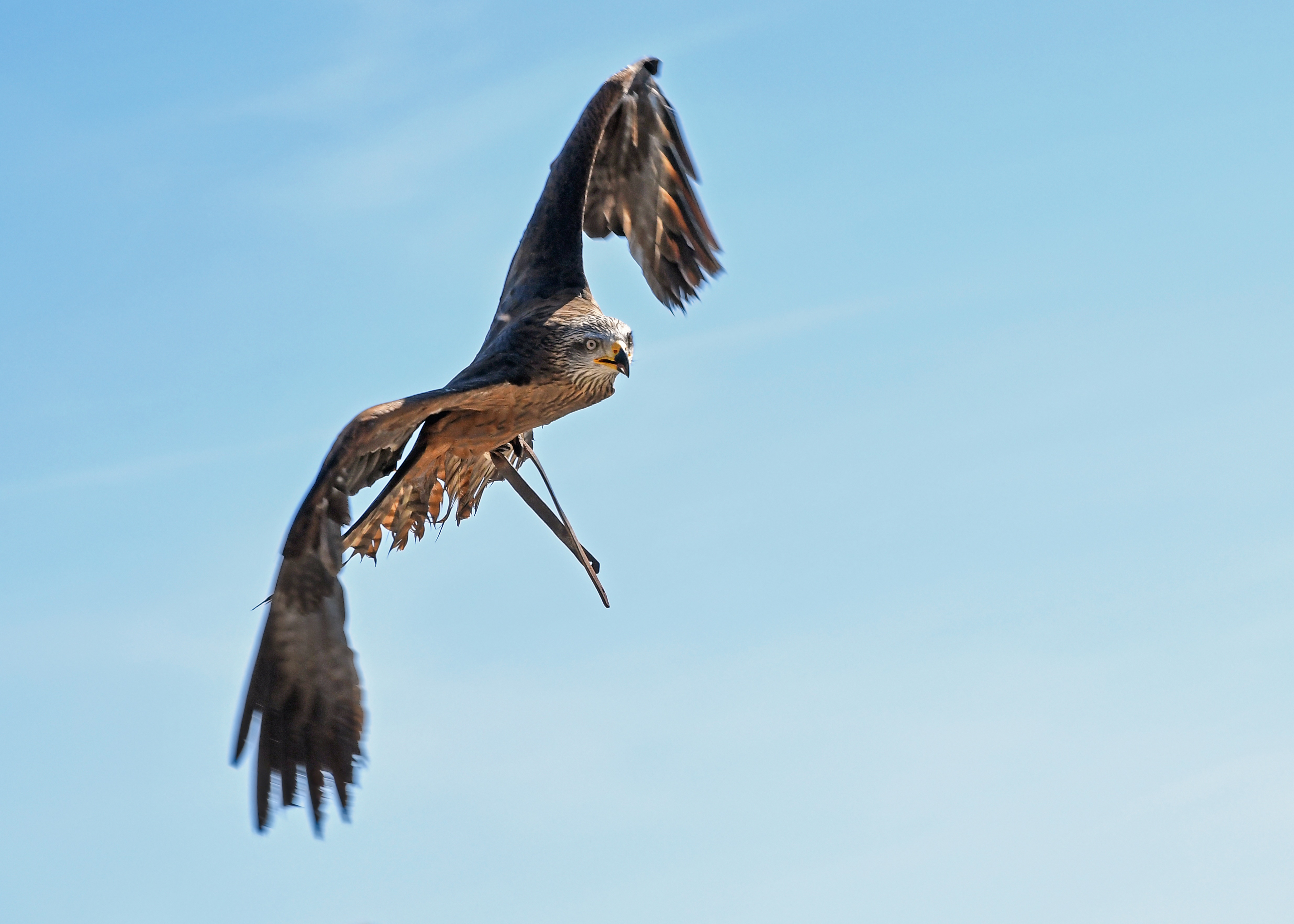 Buzzard Raptor Flight free image download