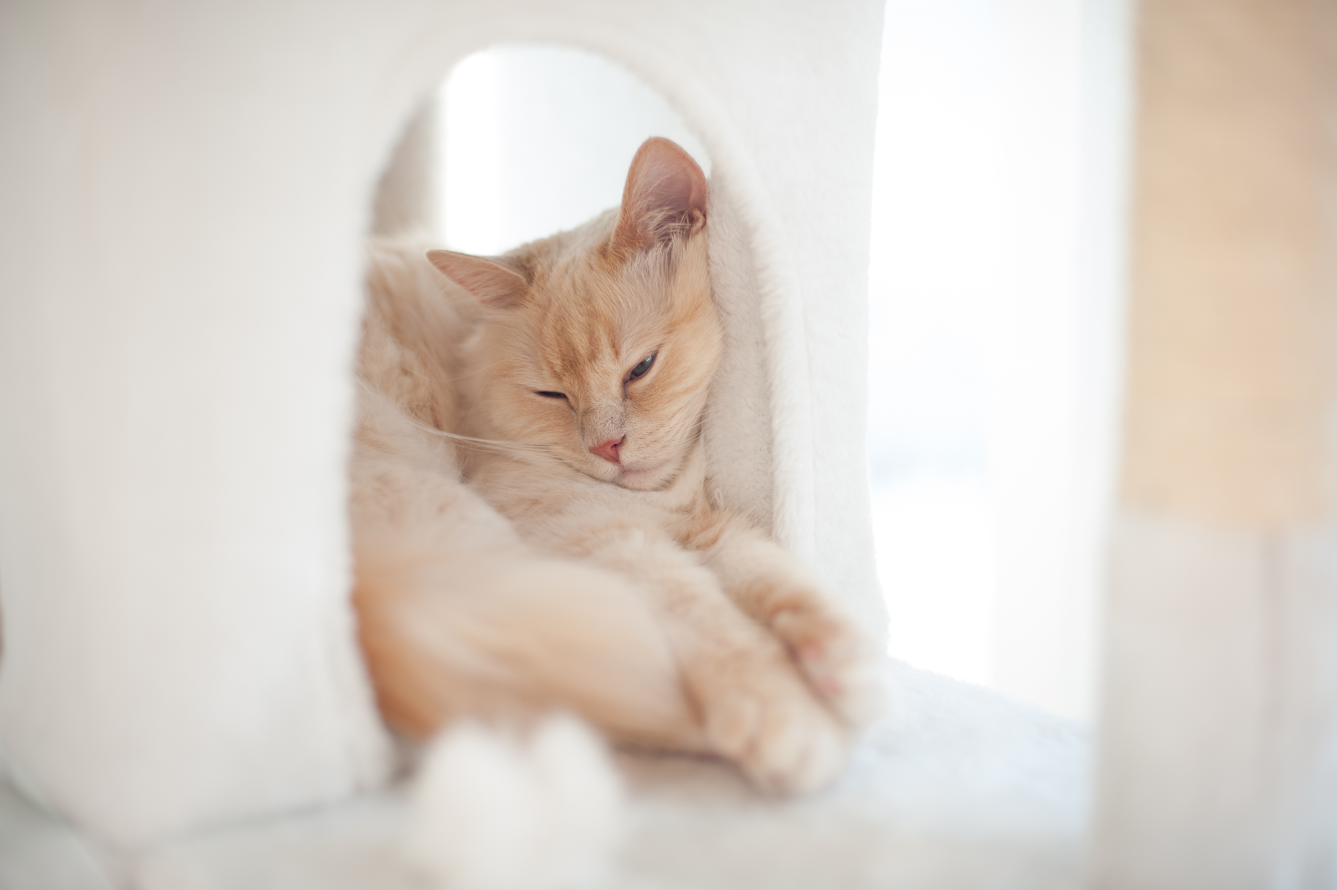 Cute Cat Portrait free image download