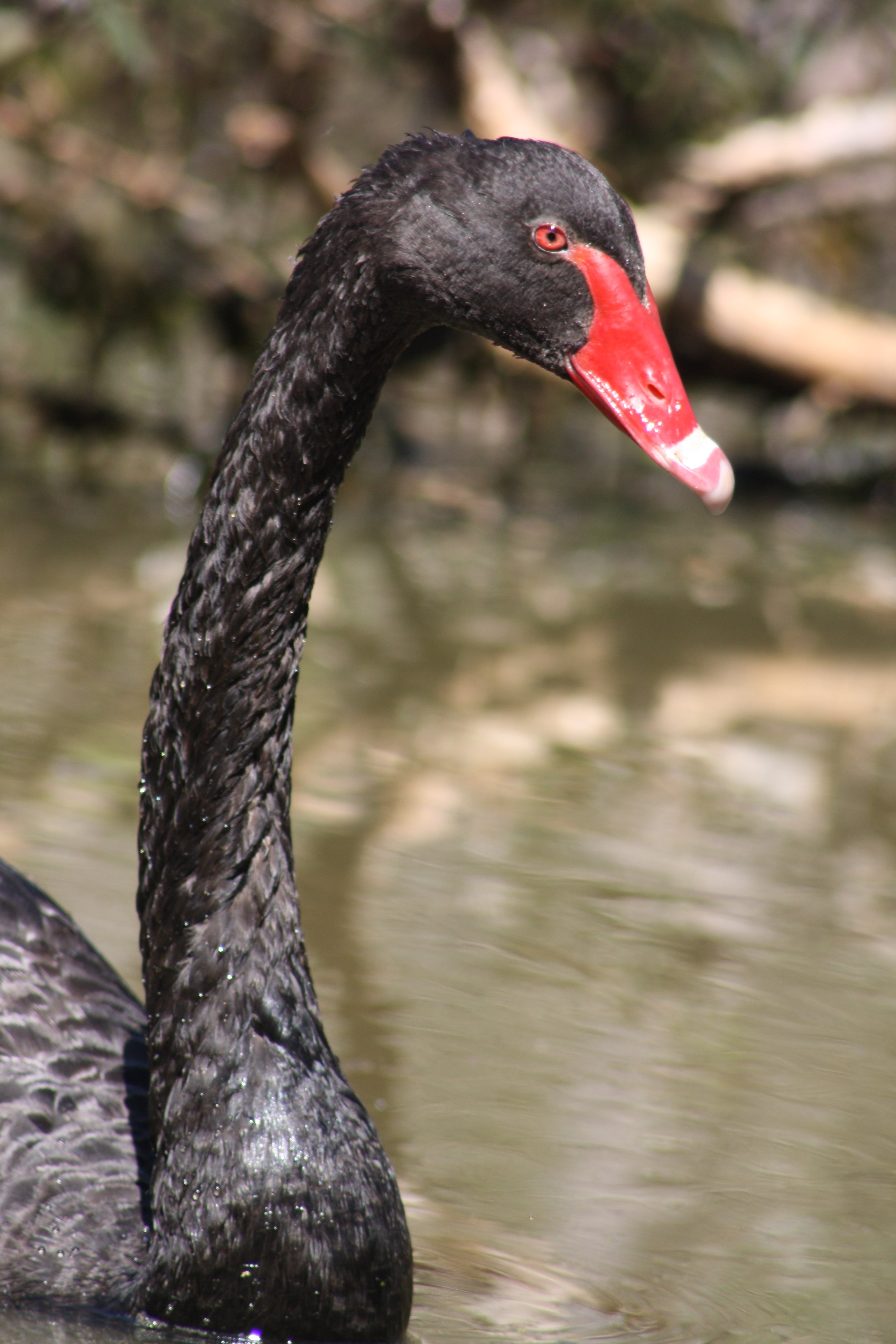 Swan Black Head free image download