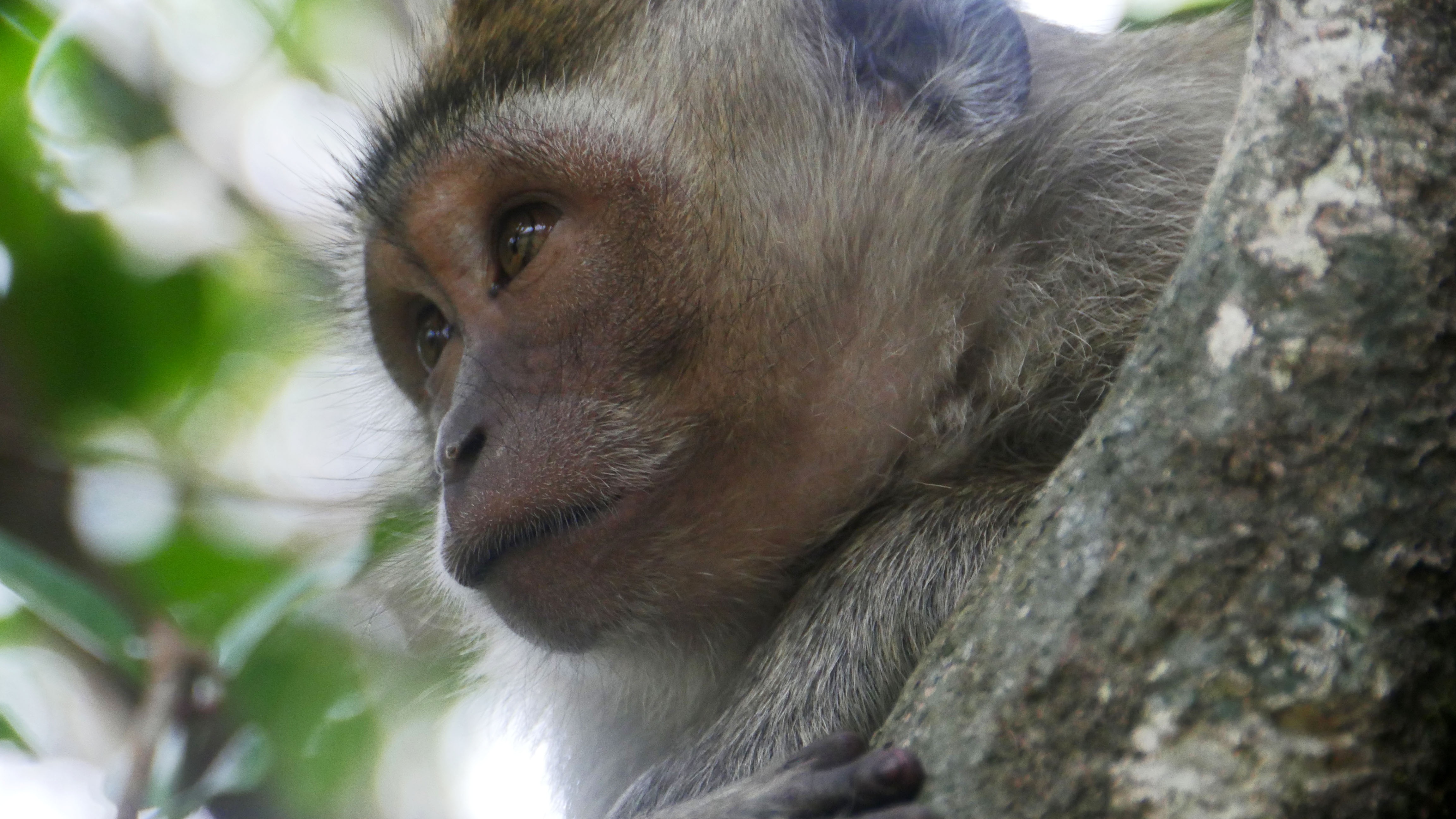 Monkey Animal Furry free image download