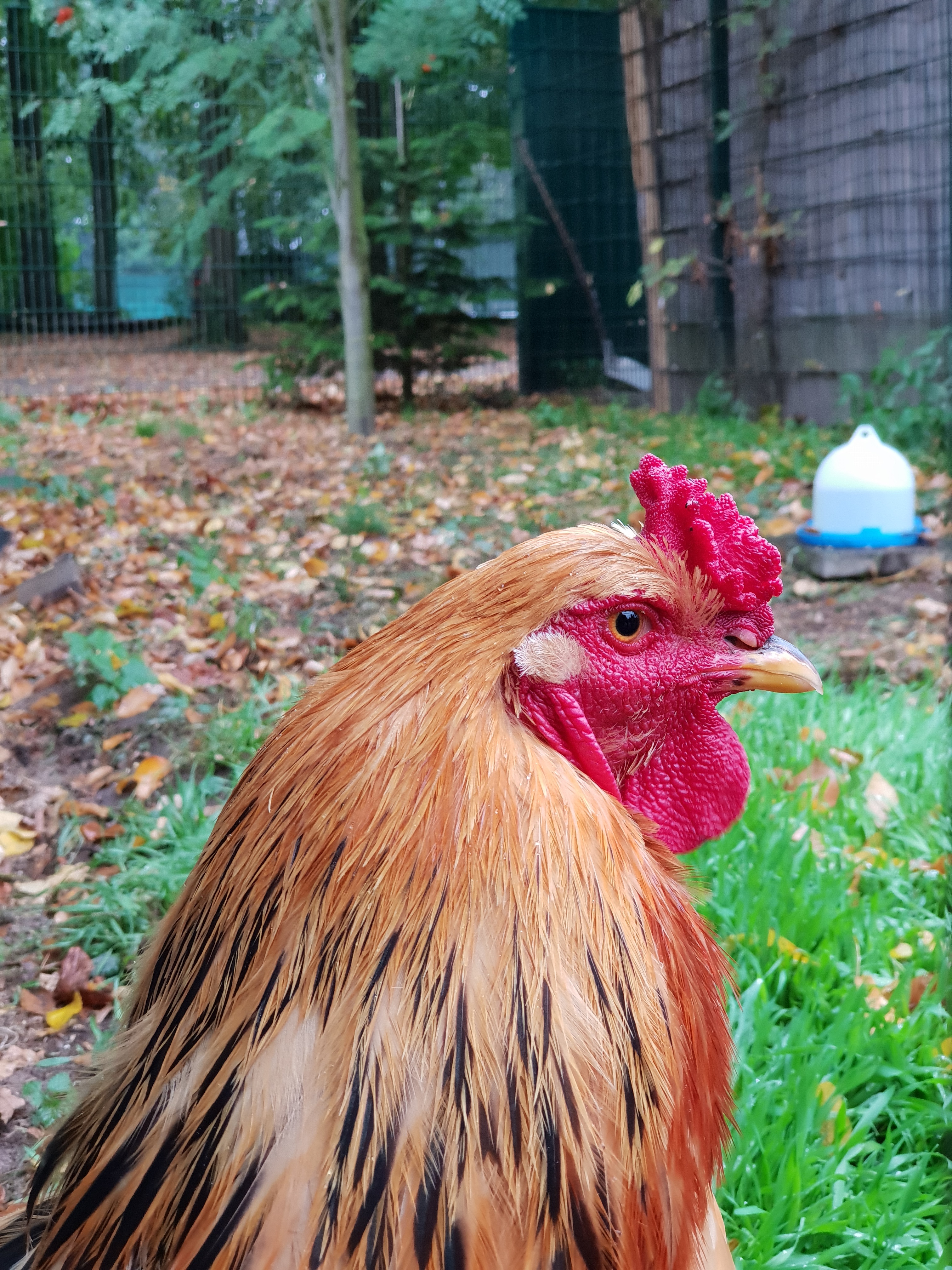 Chicken Urinary Bird free image download