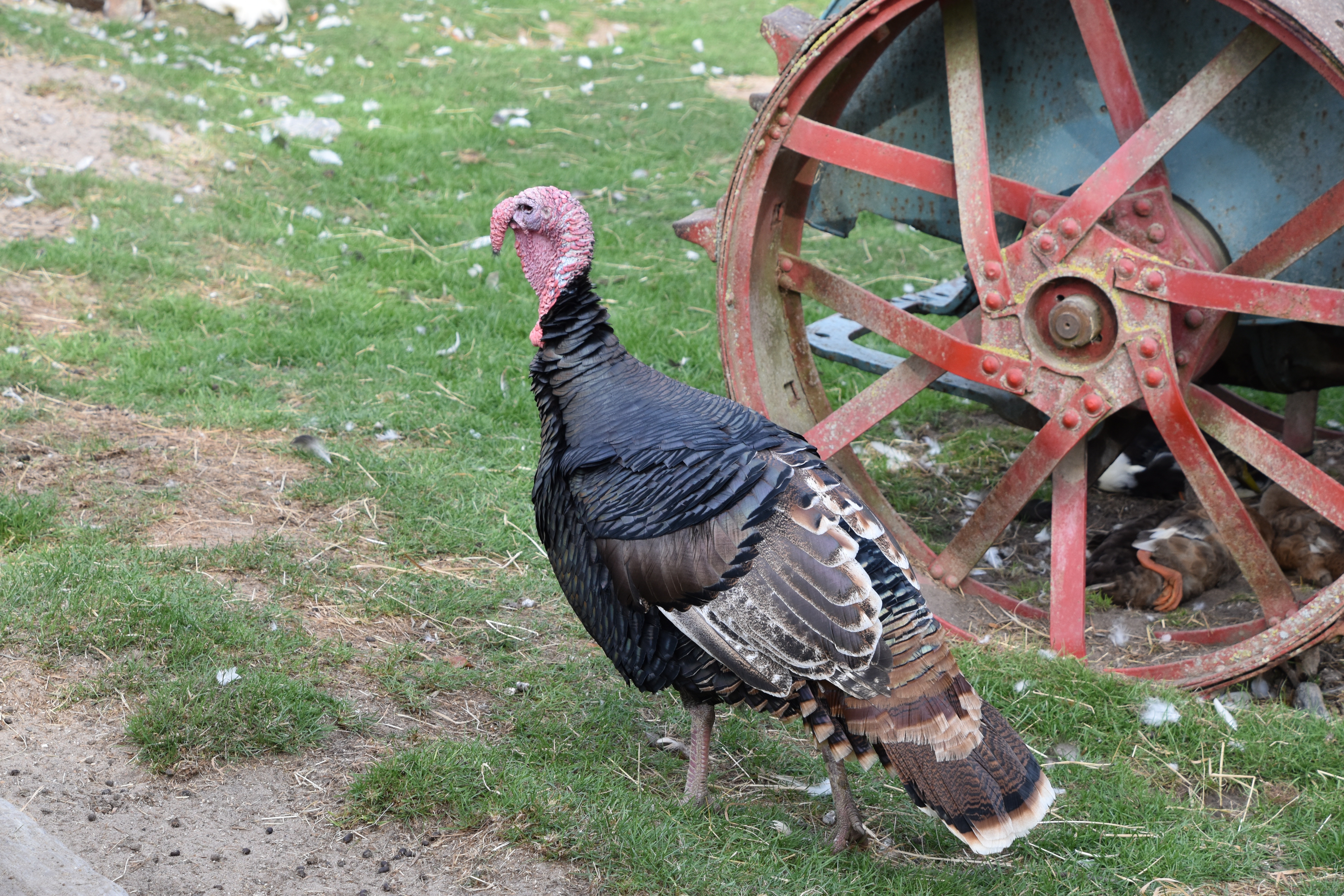 Turkey Farm Bird free image download