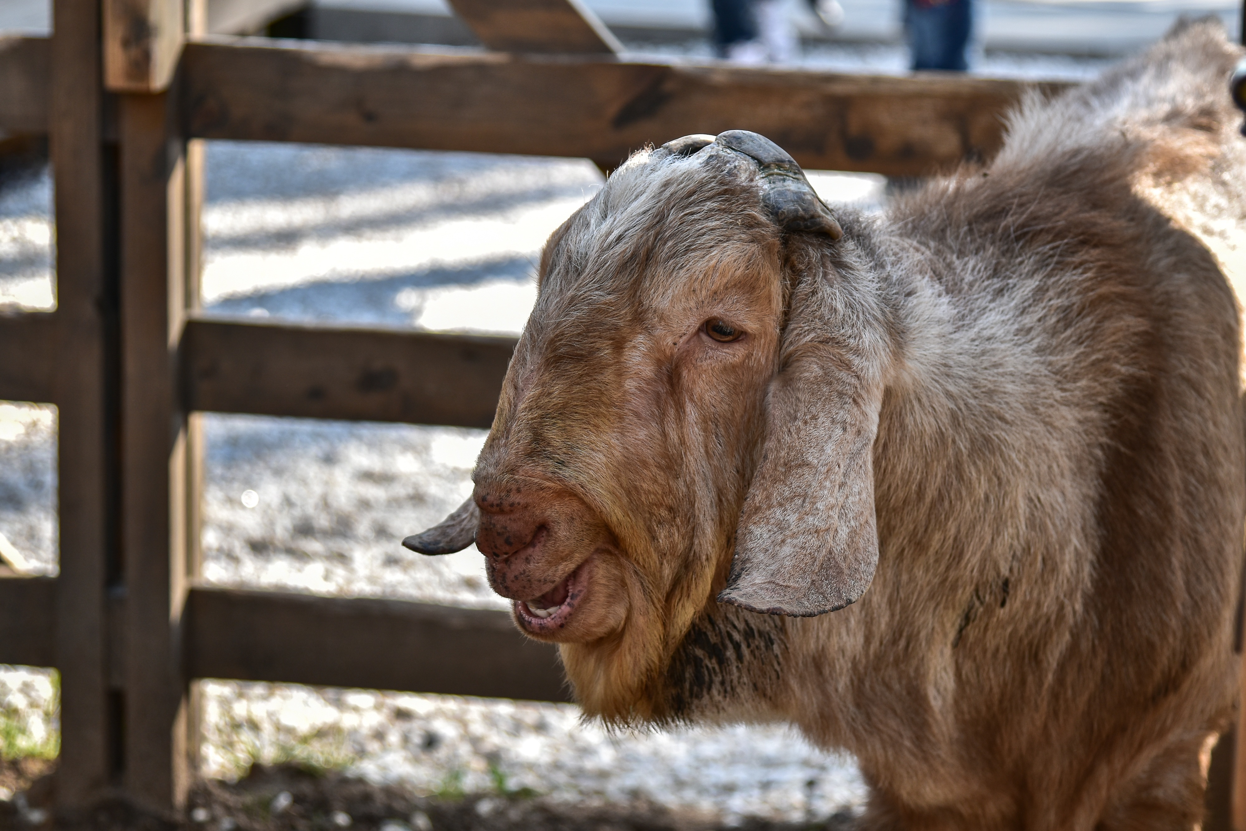 Goat Singer Animal free image download