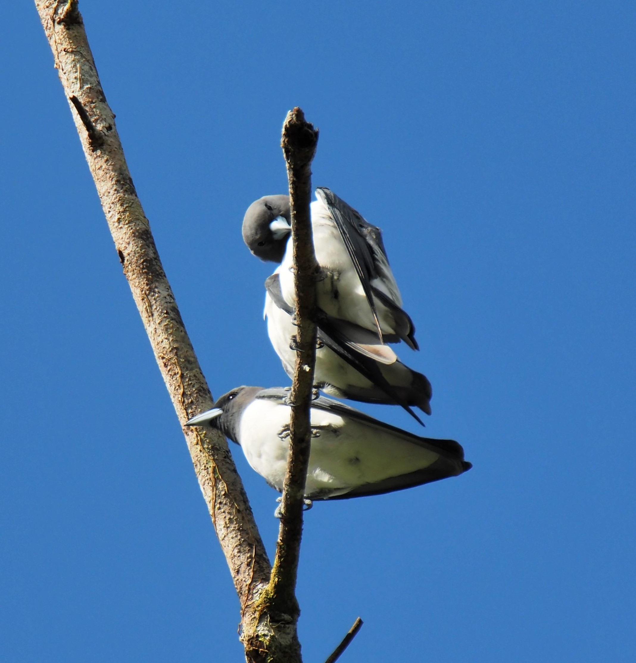 Bird Beak Nature free image download
