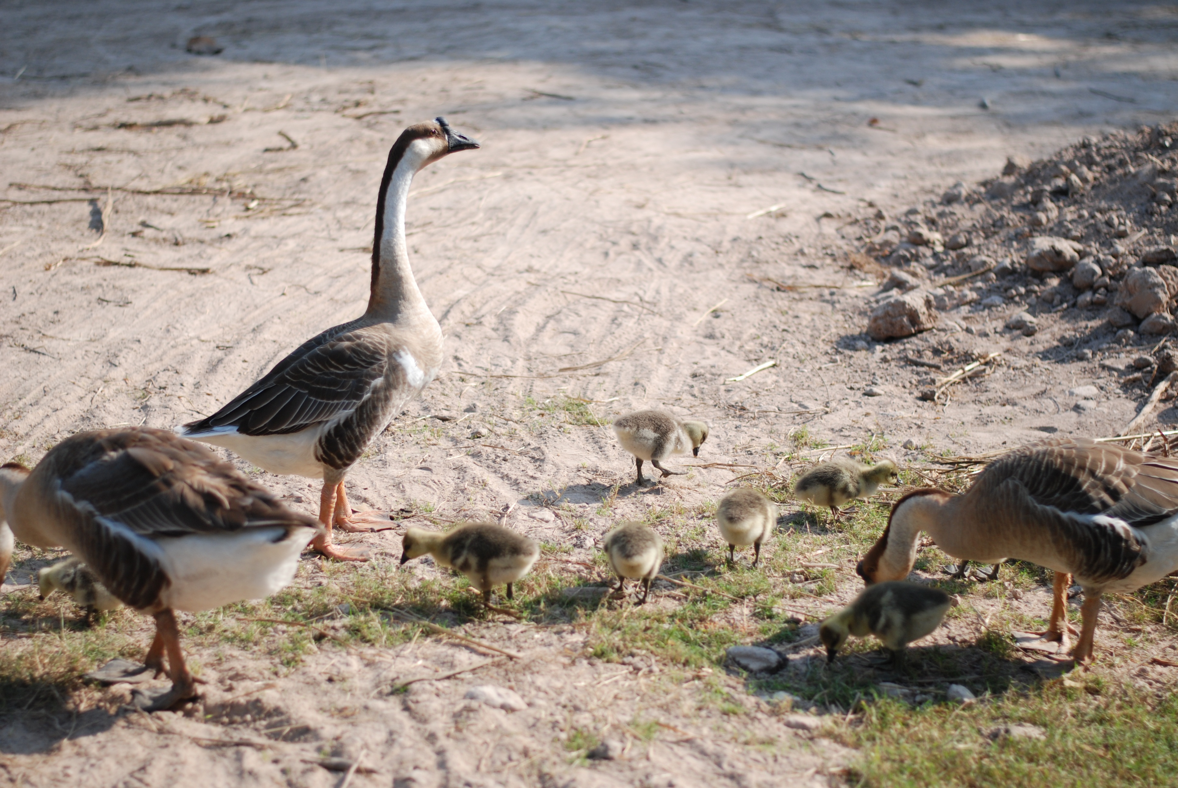 Goose Chicken Chicks free image download