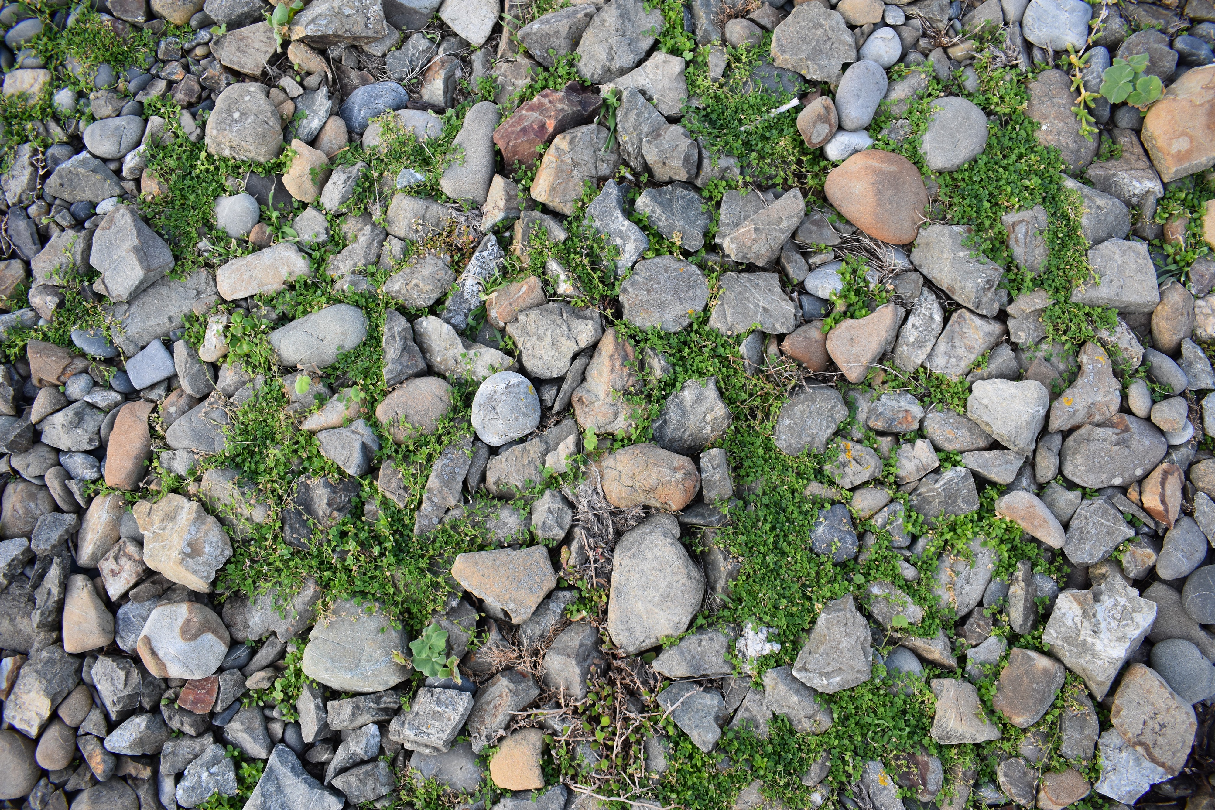 Rocks Beach Surface free image download