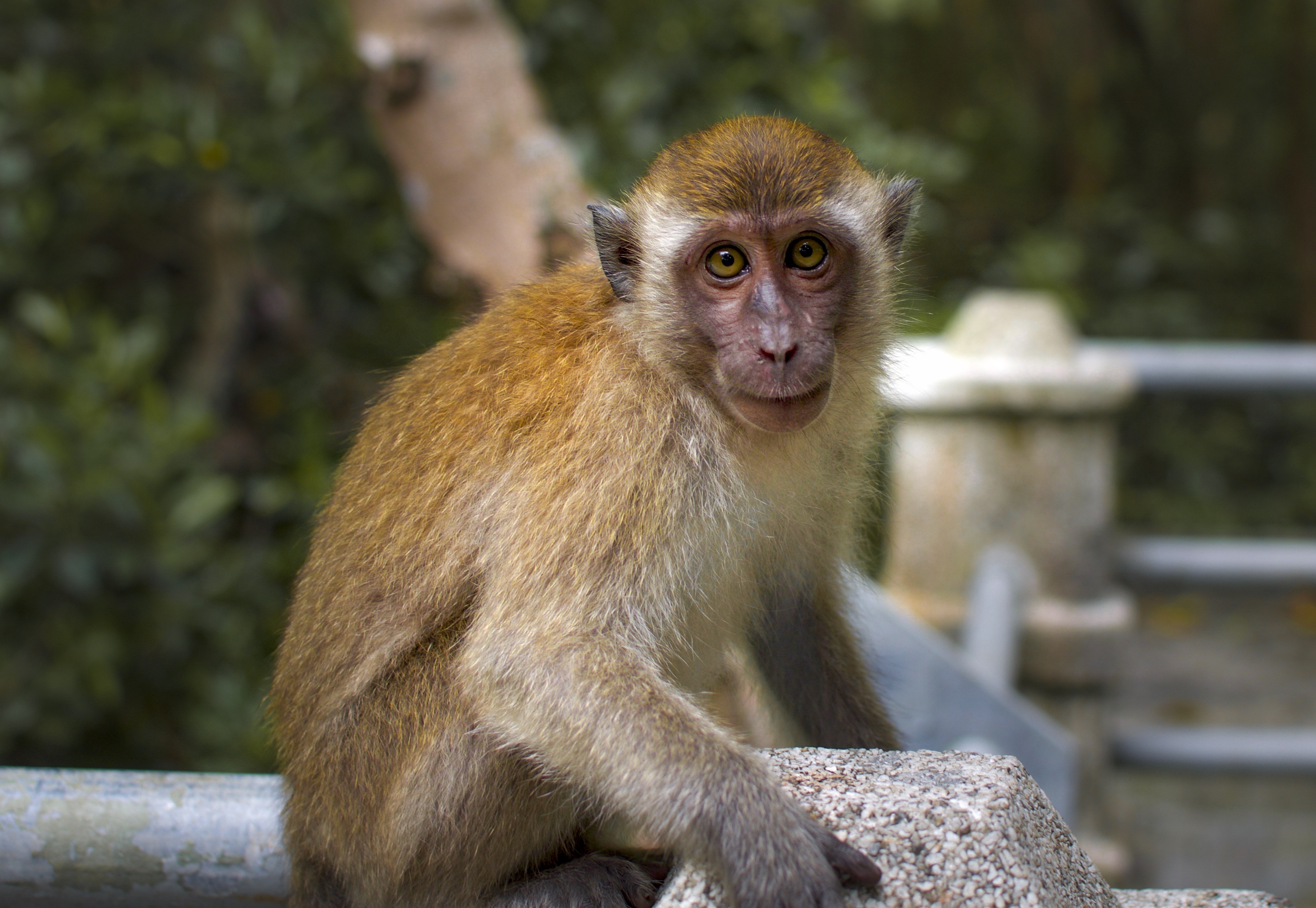 Monkey Primate Wildlife free image download