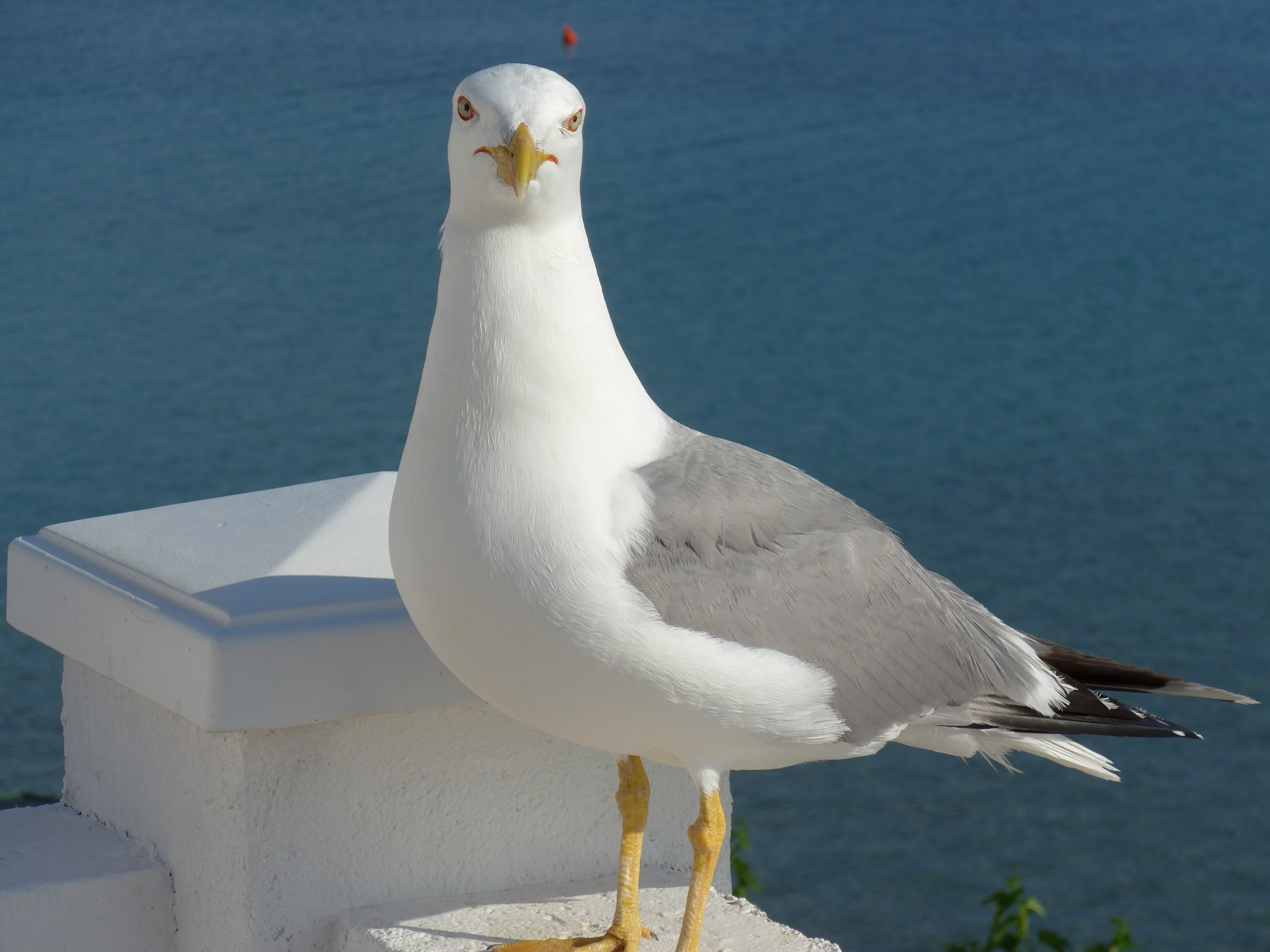 Bird Seagull Animal free image download