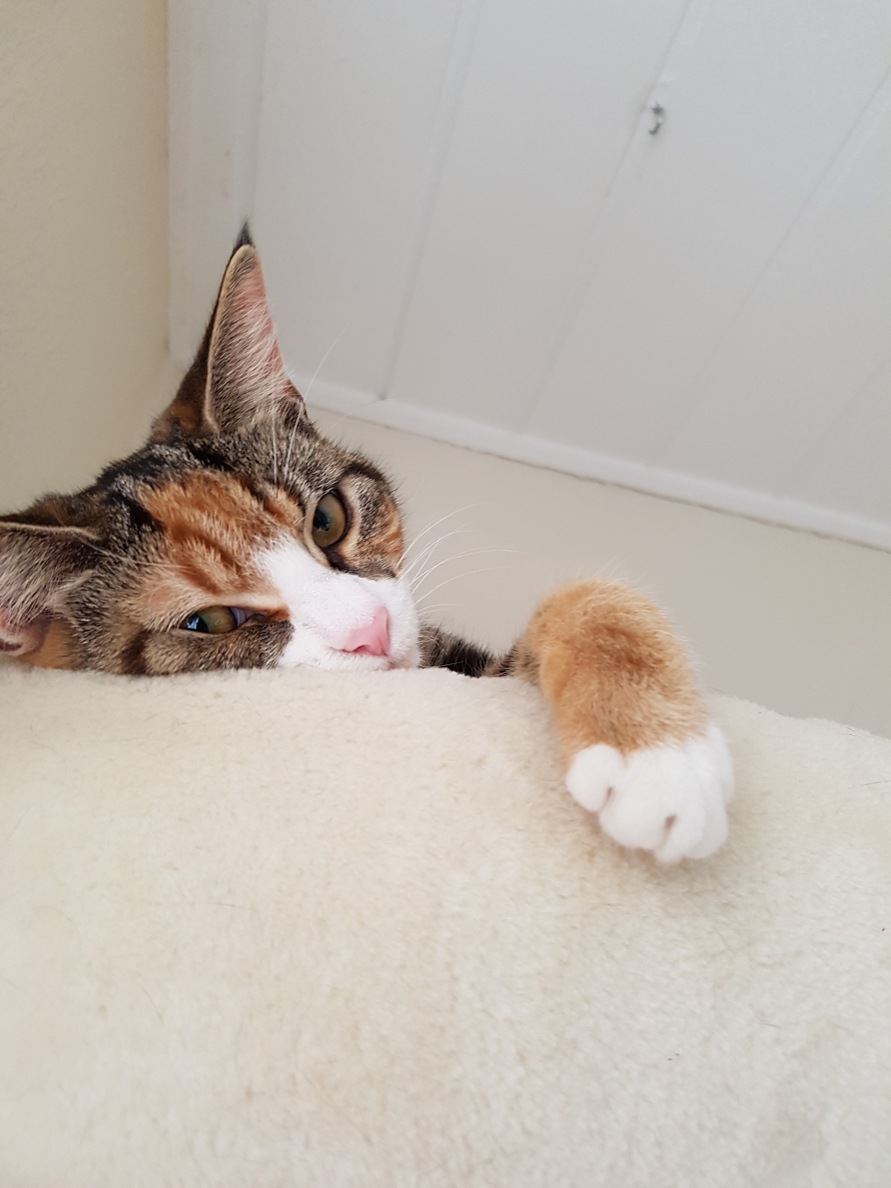Cute Cat Expensive free image download