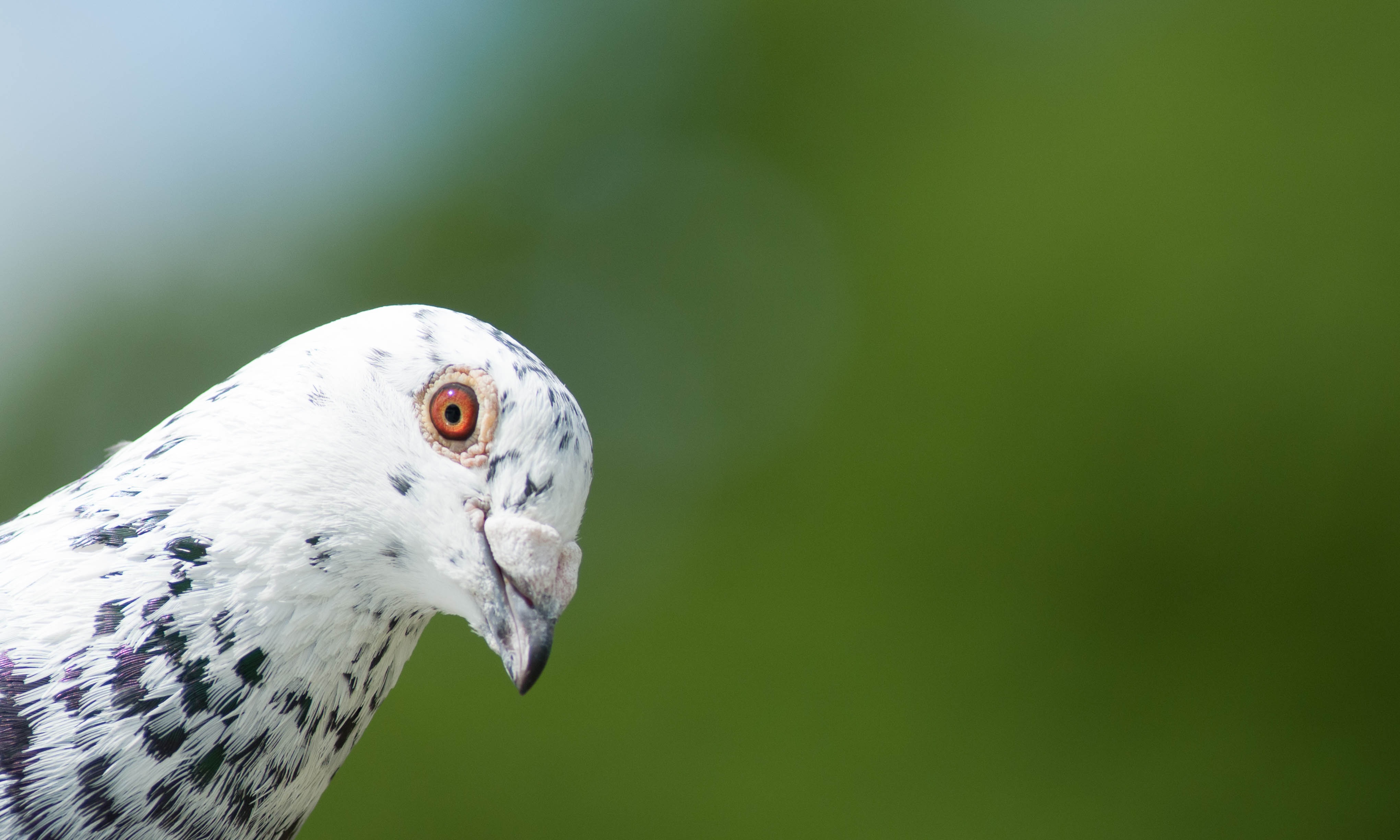 Bird Fauna free image download