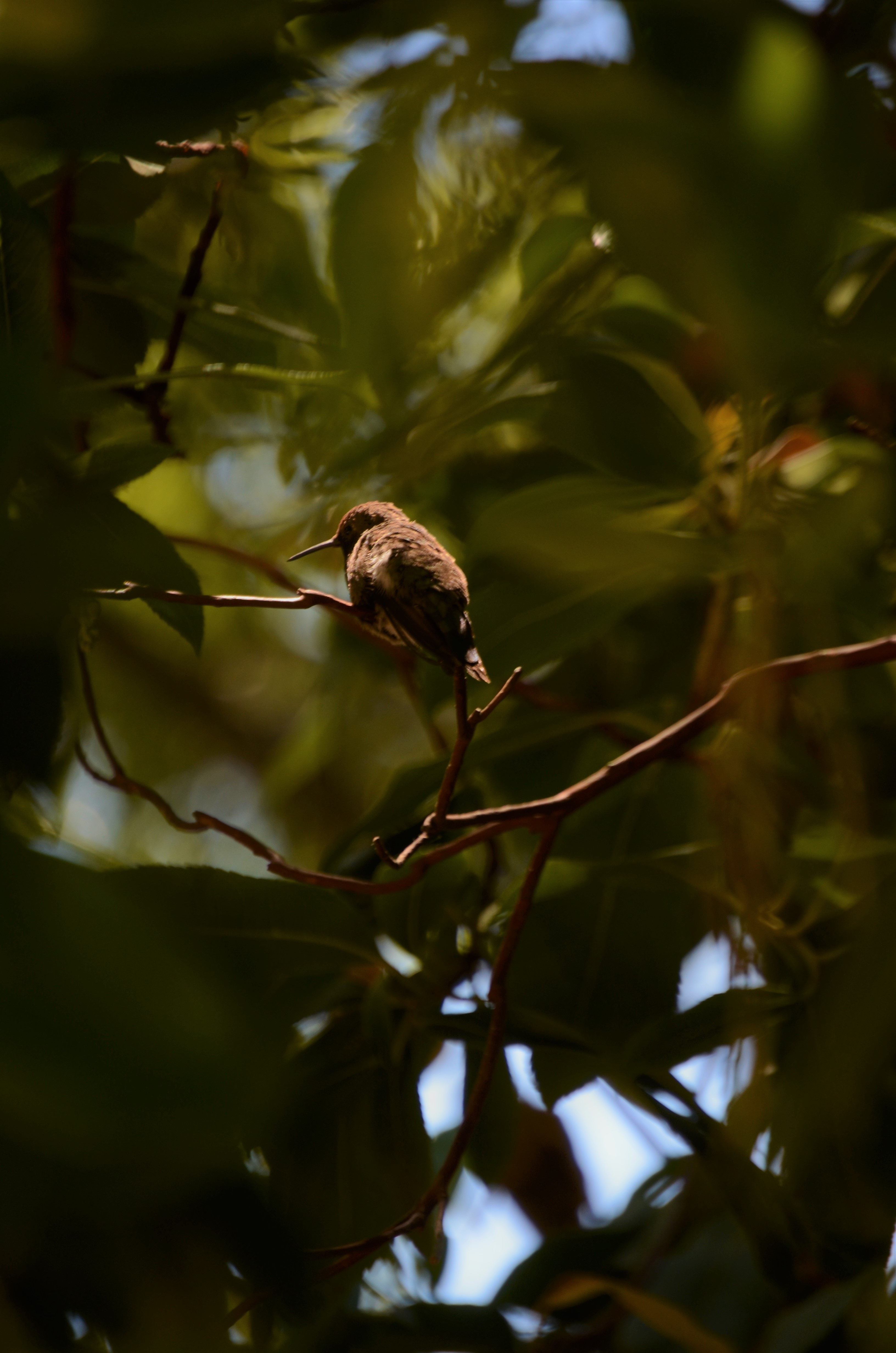Hummingbird Tree Leaves free image download