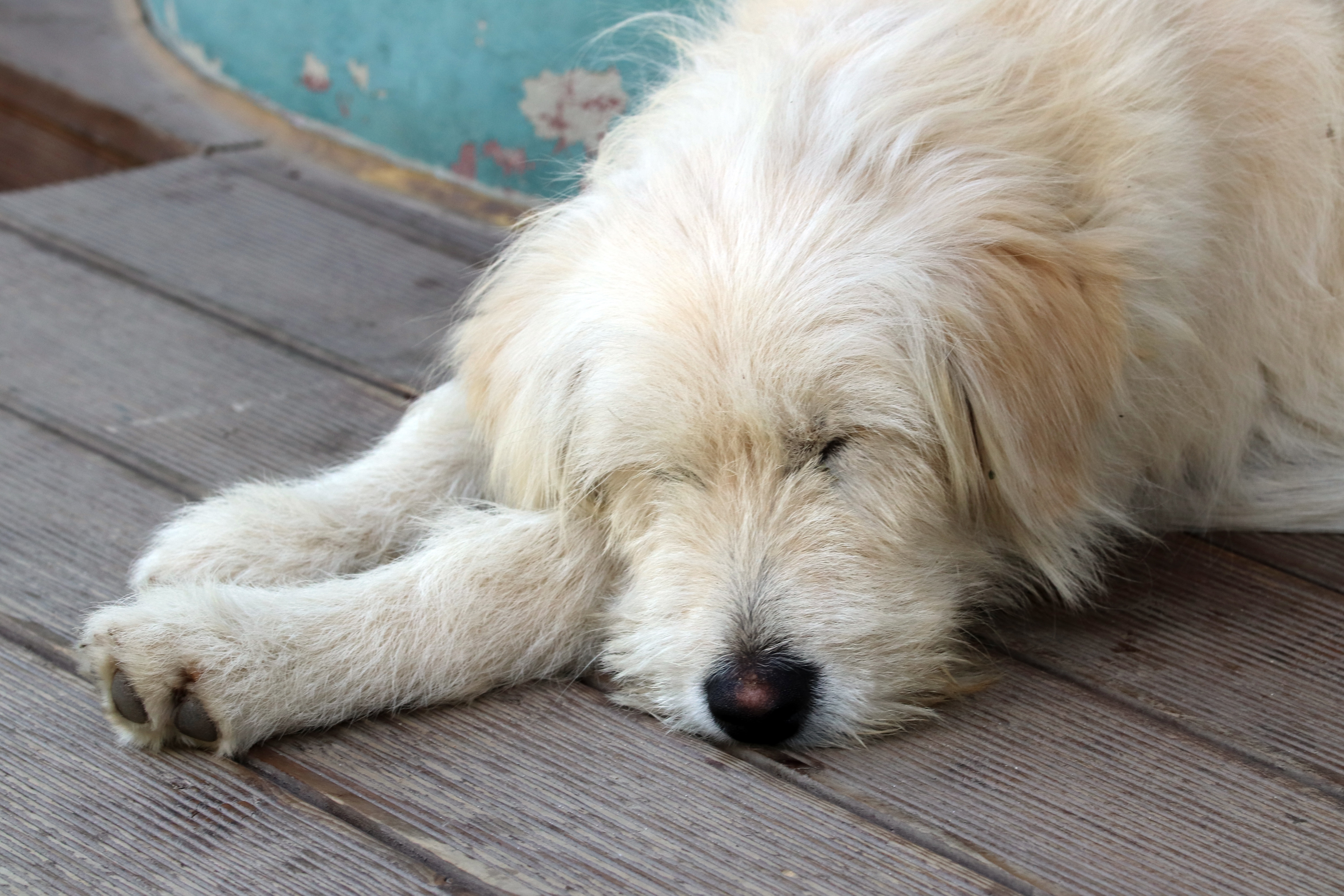 Proverbs Dog Cute free image download