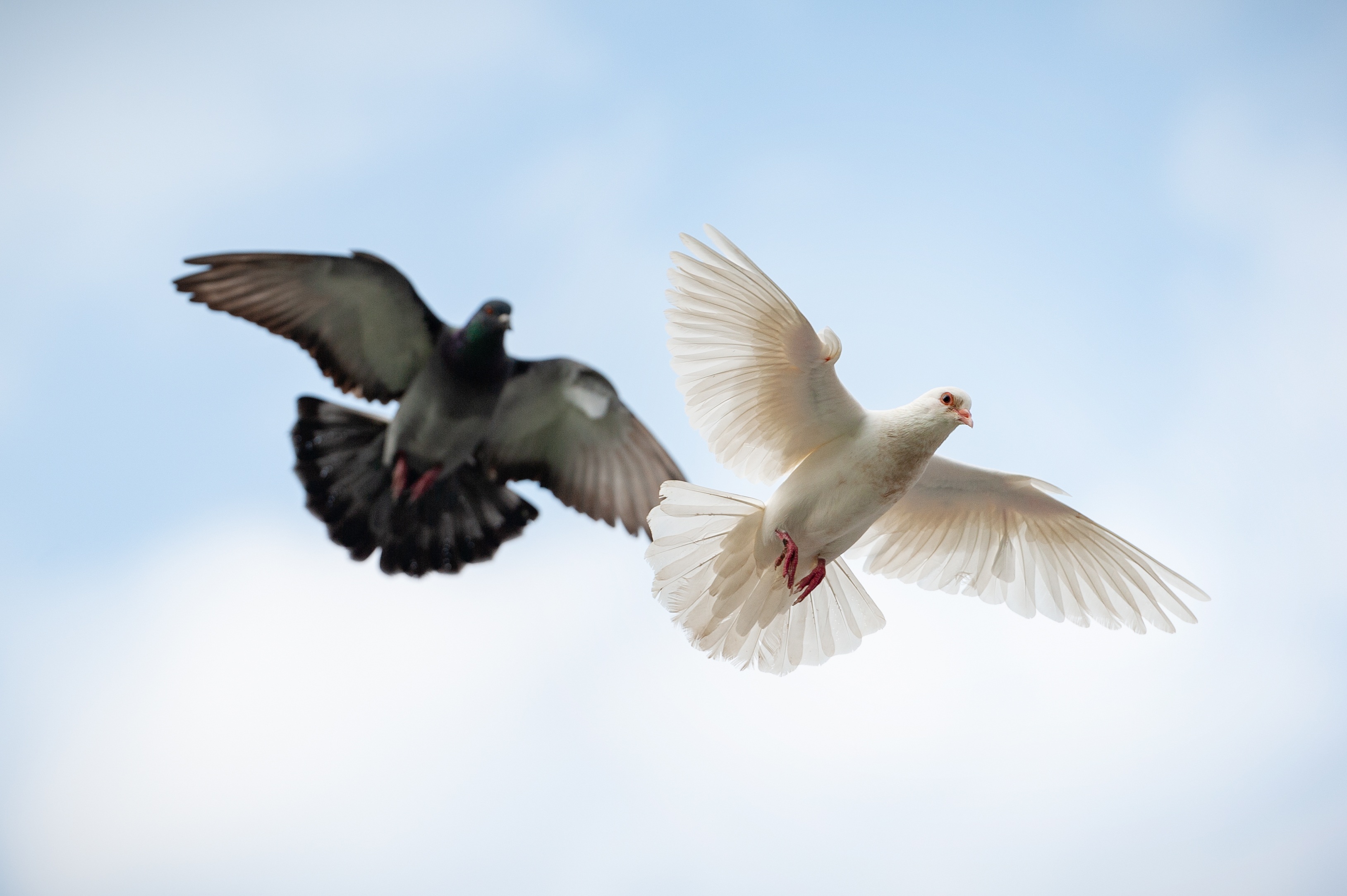 Dove Bird Animal free image download