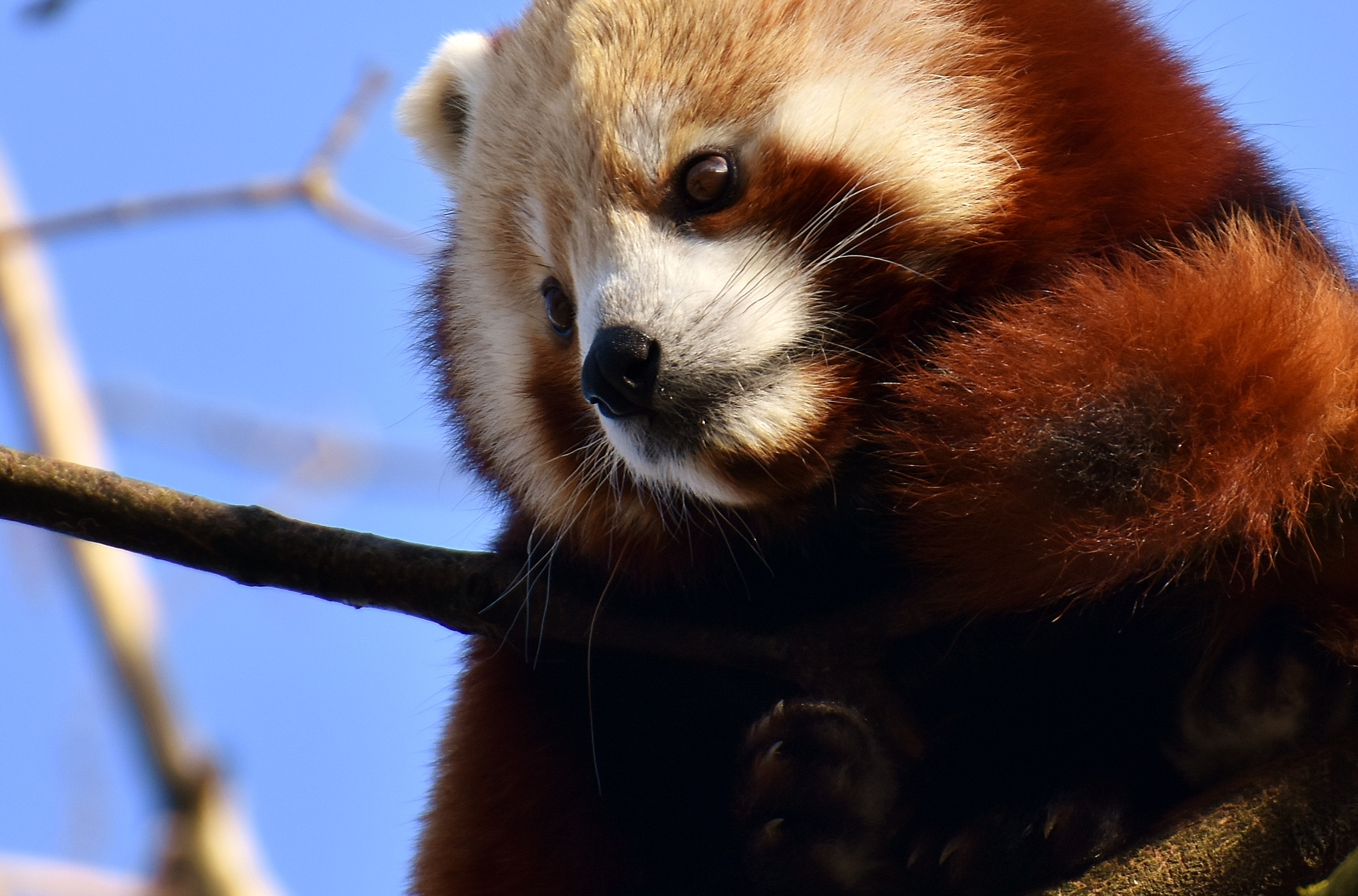 Panda Red Bear Cat free image download