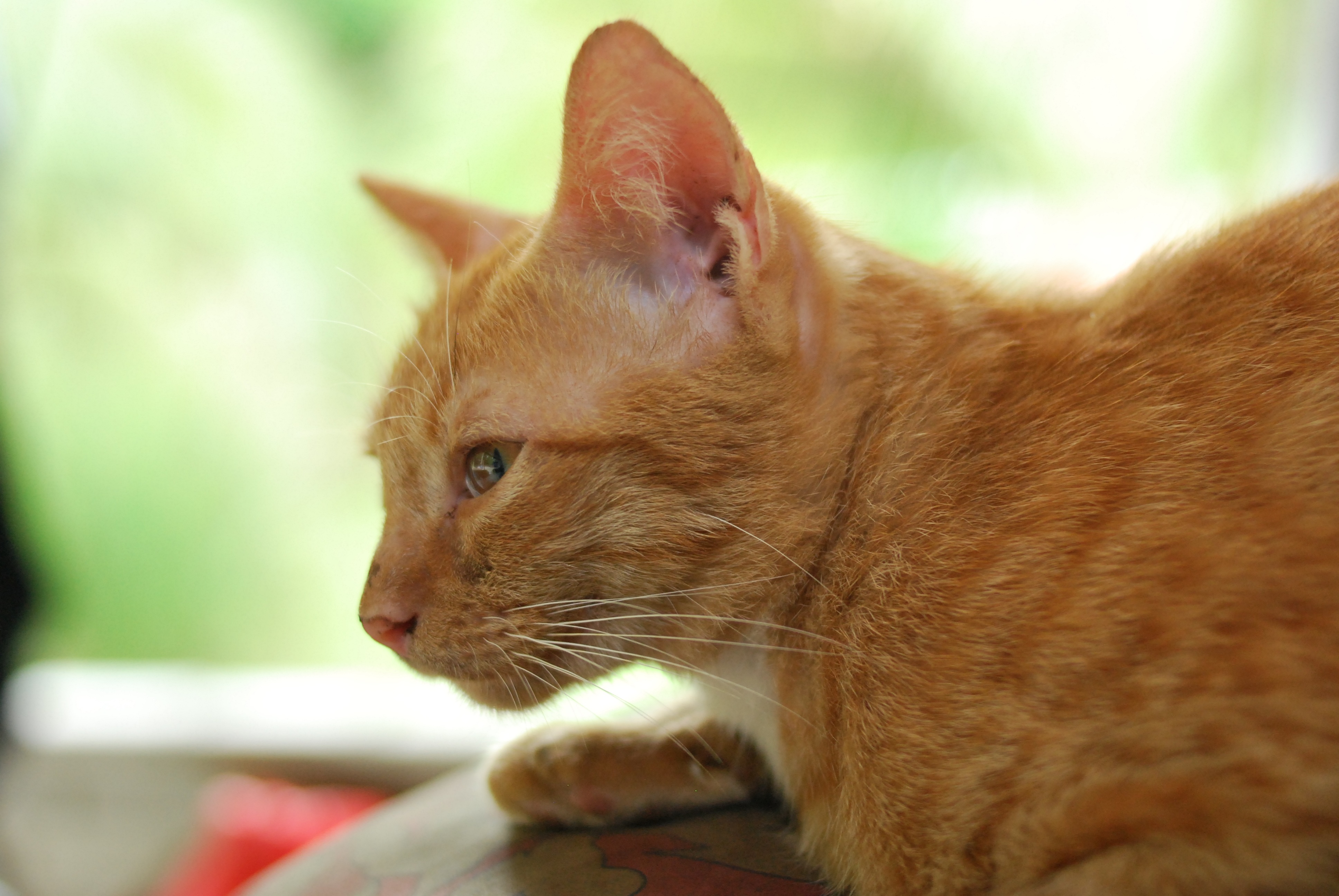 Cat Orange Animal free image download
