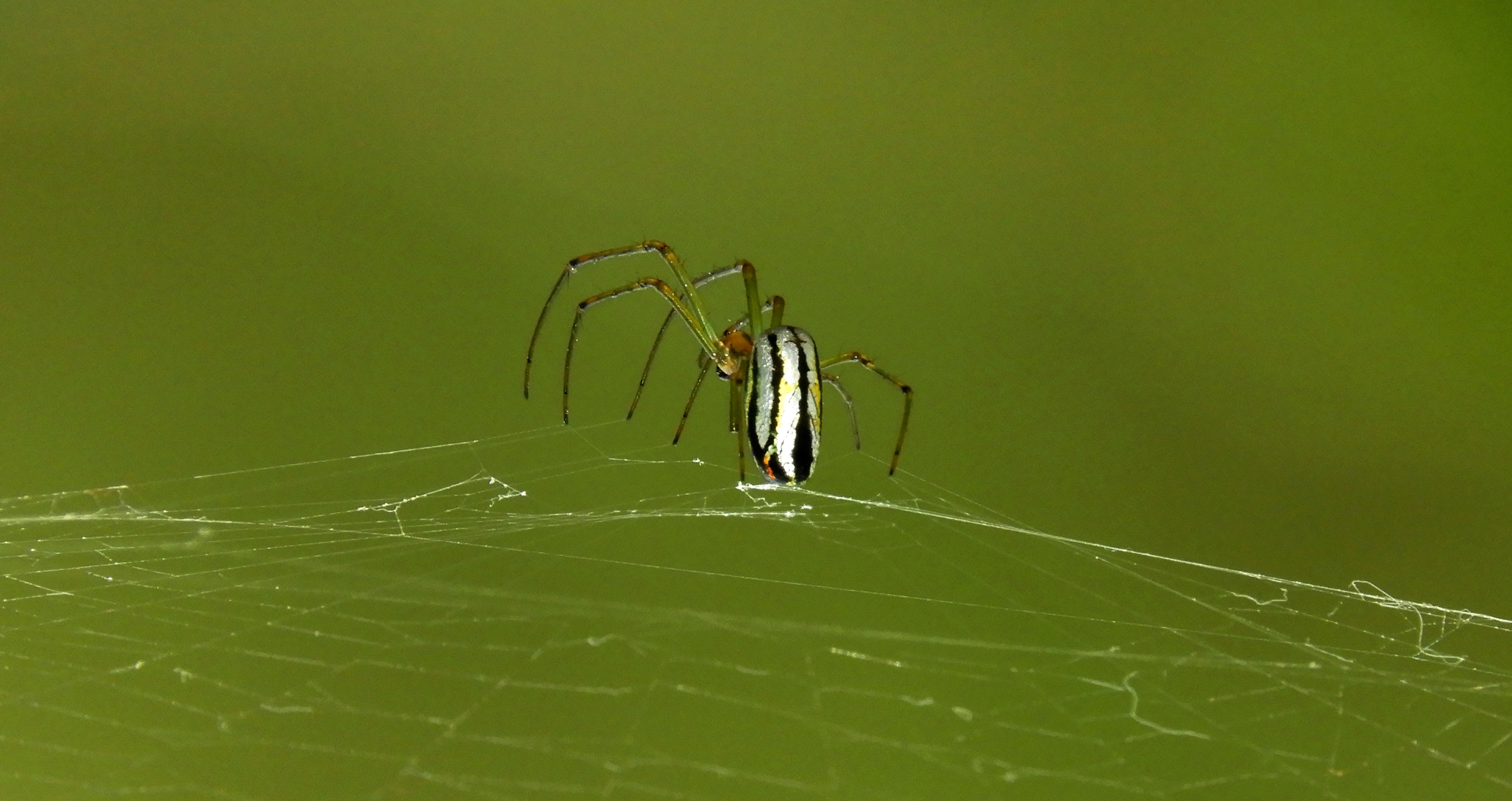 Macro Spider Web free image download