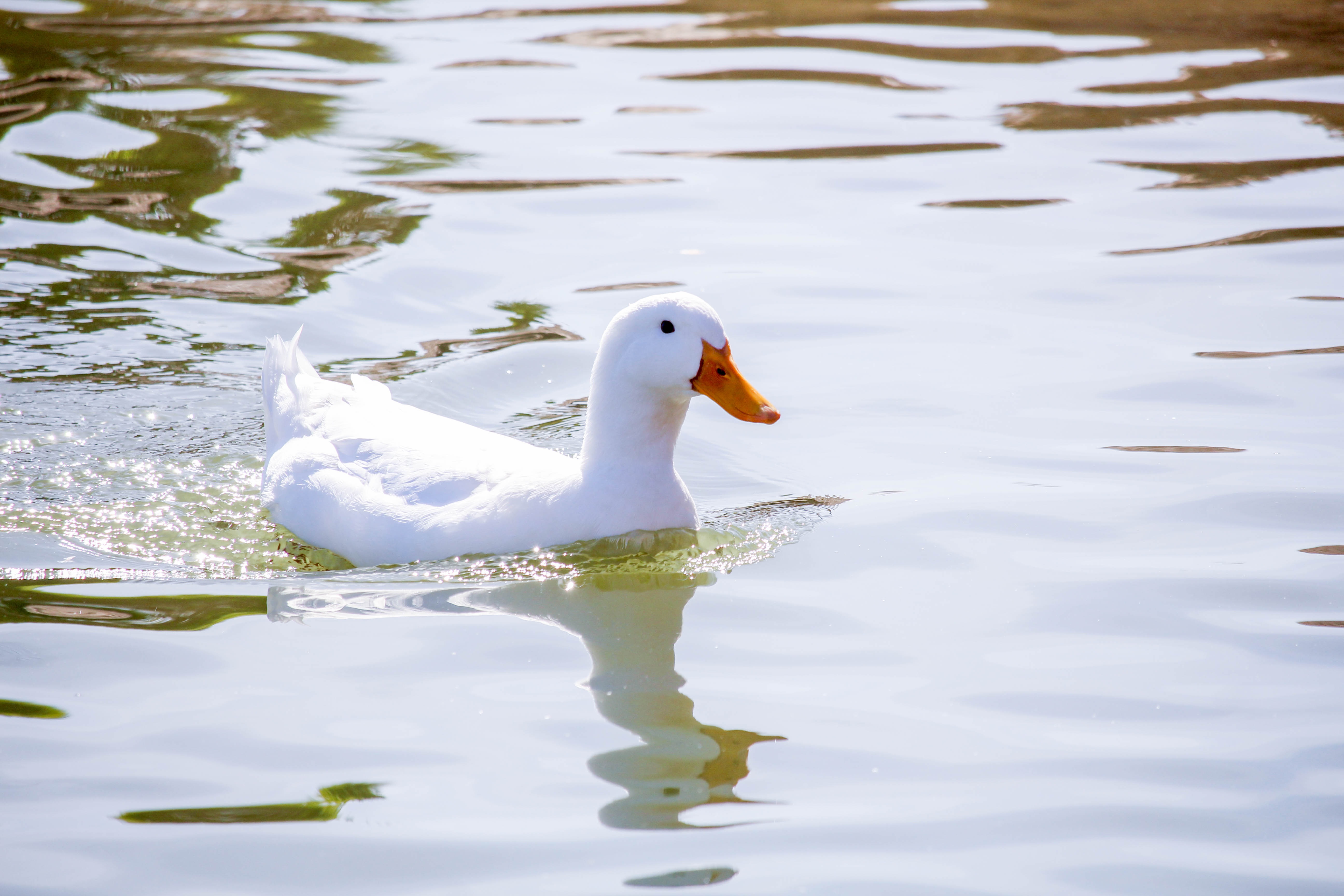 Water Bird Duck free image download