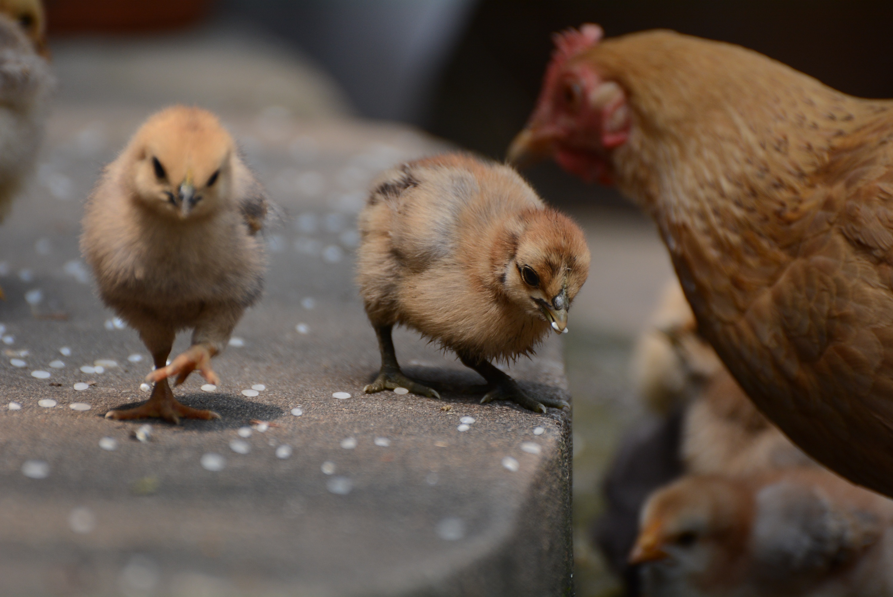 Bird Poultry Animal free image download