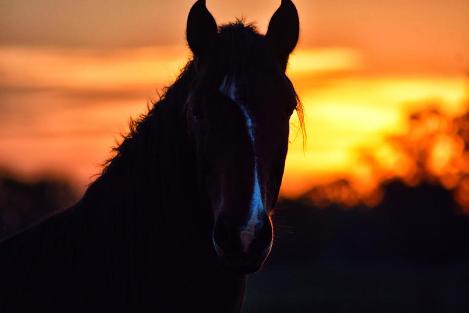 Equine Shadows Meek free image download