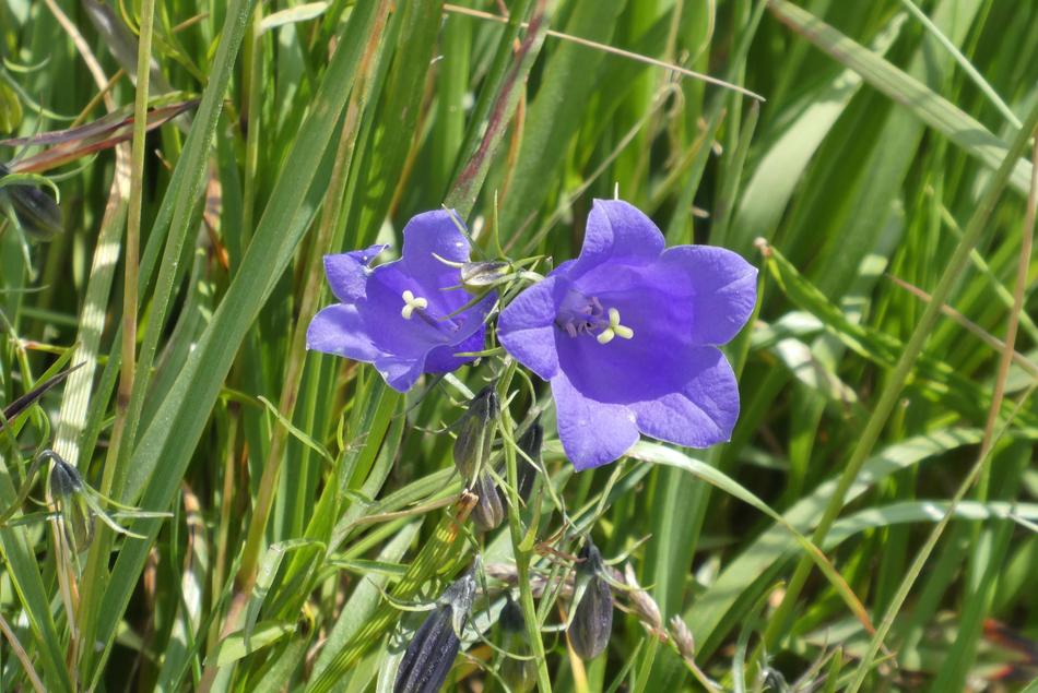 Pretty violets in the grass free image download