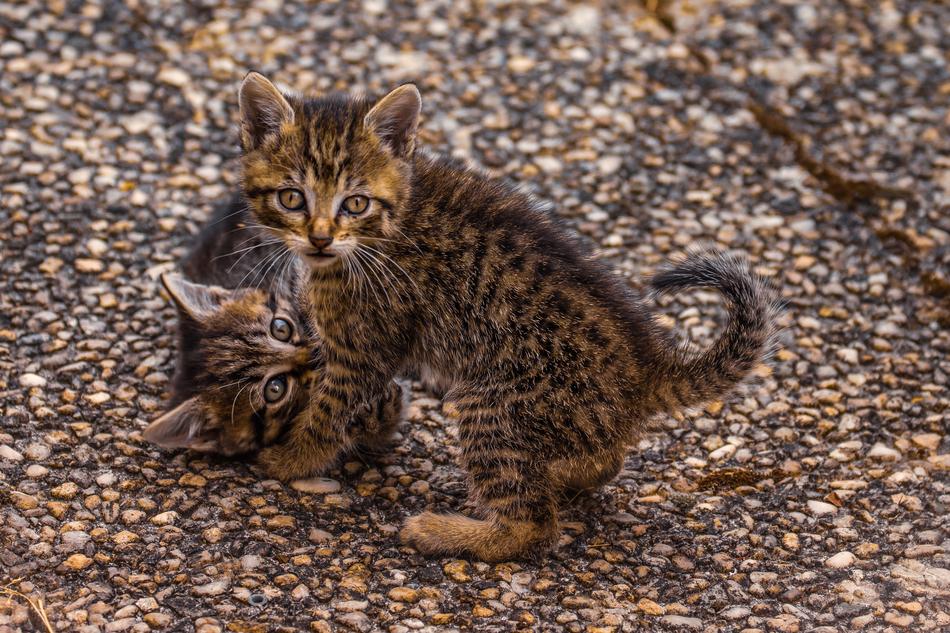 Felines Small Cats Animal Domestic free image download