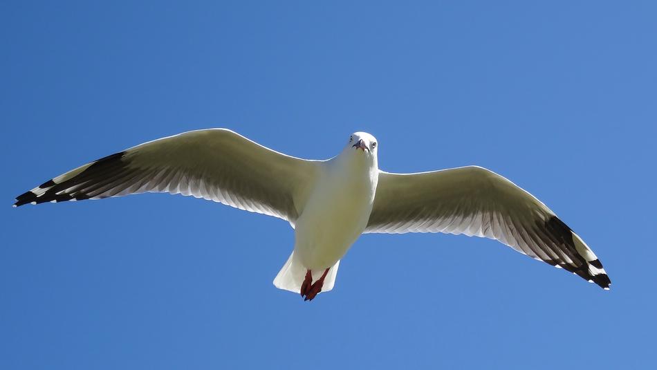 Bird Nature Flight free image download