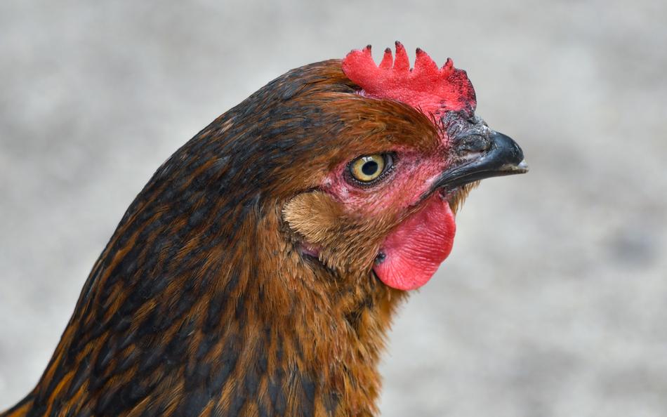 Hen Portrait Poultry free image download