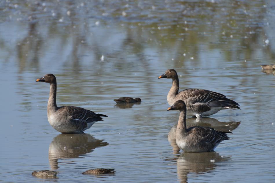 Bird Pond Geese free image download