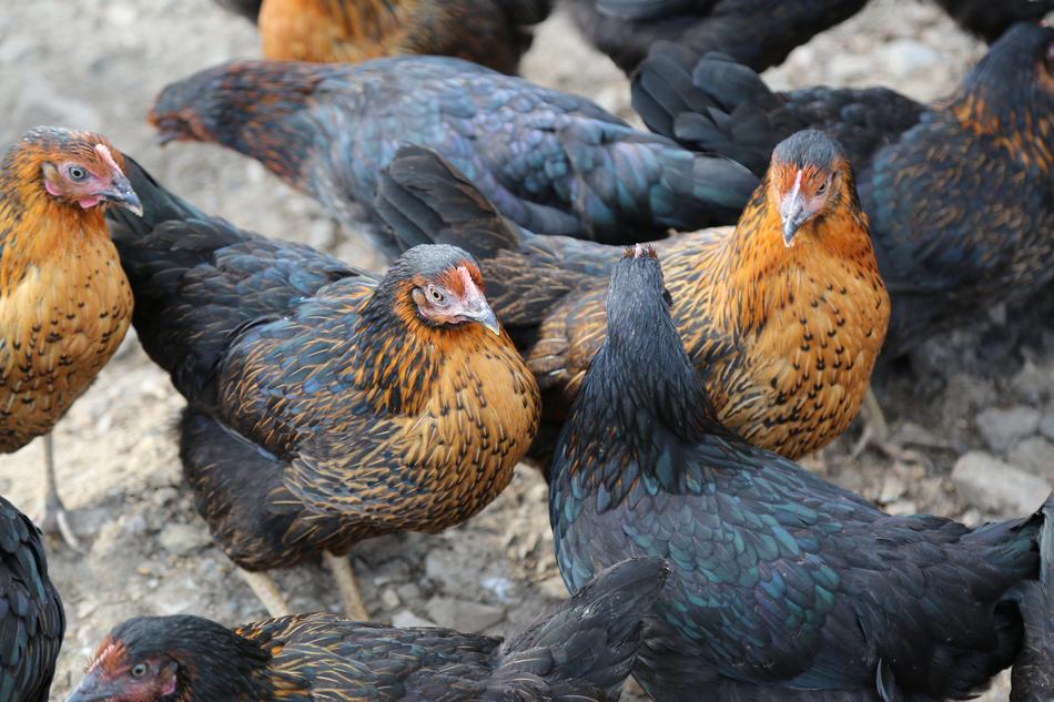 Chicken Winged Animal free image download