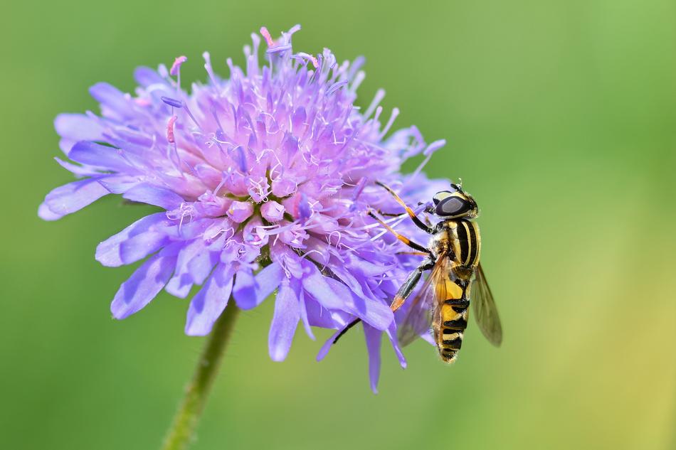 Hoverfly Insect Flower free image download
