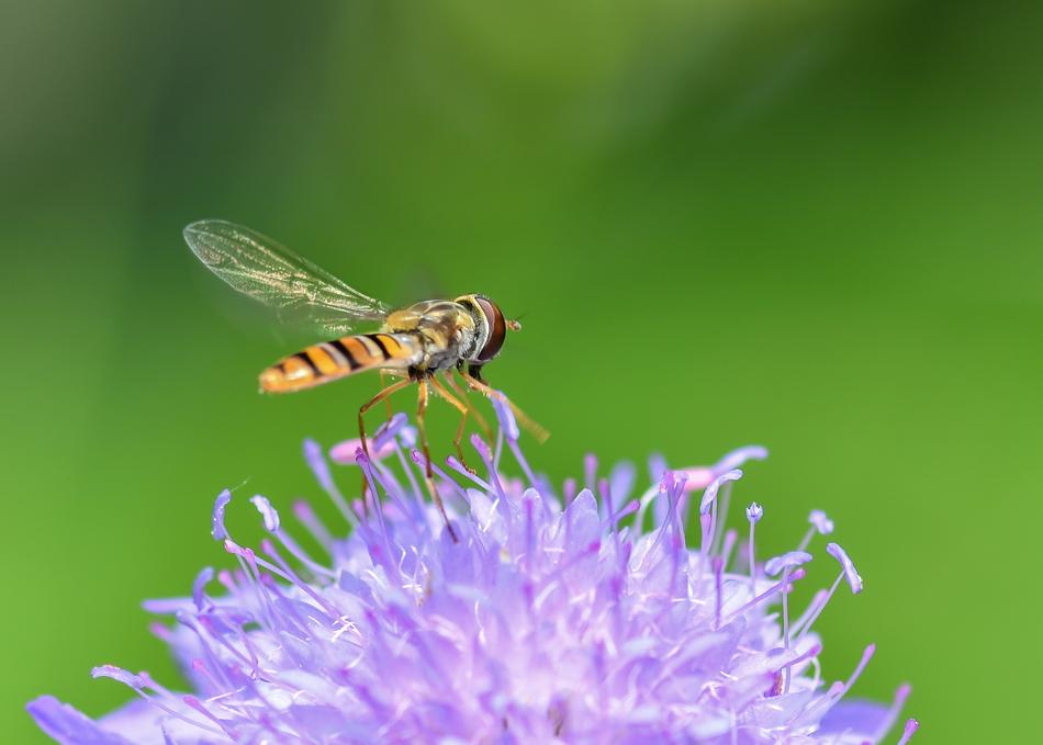 Hoverfly Insect Flower free image download