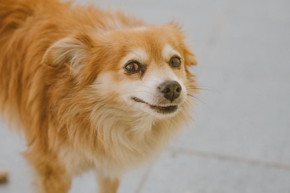 Dog Cão Cachorro free image download