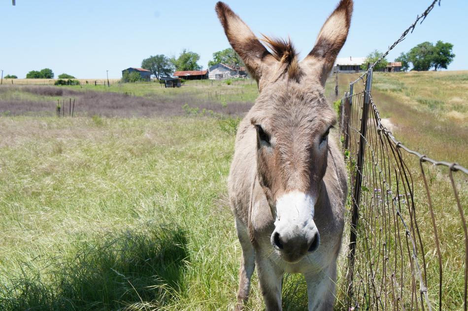 Grass Field Animal free image download