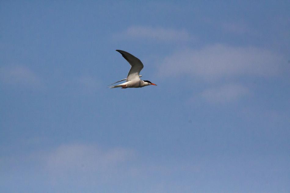 Animal world Nature sky Bird free image download