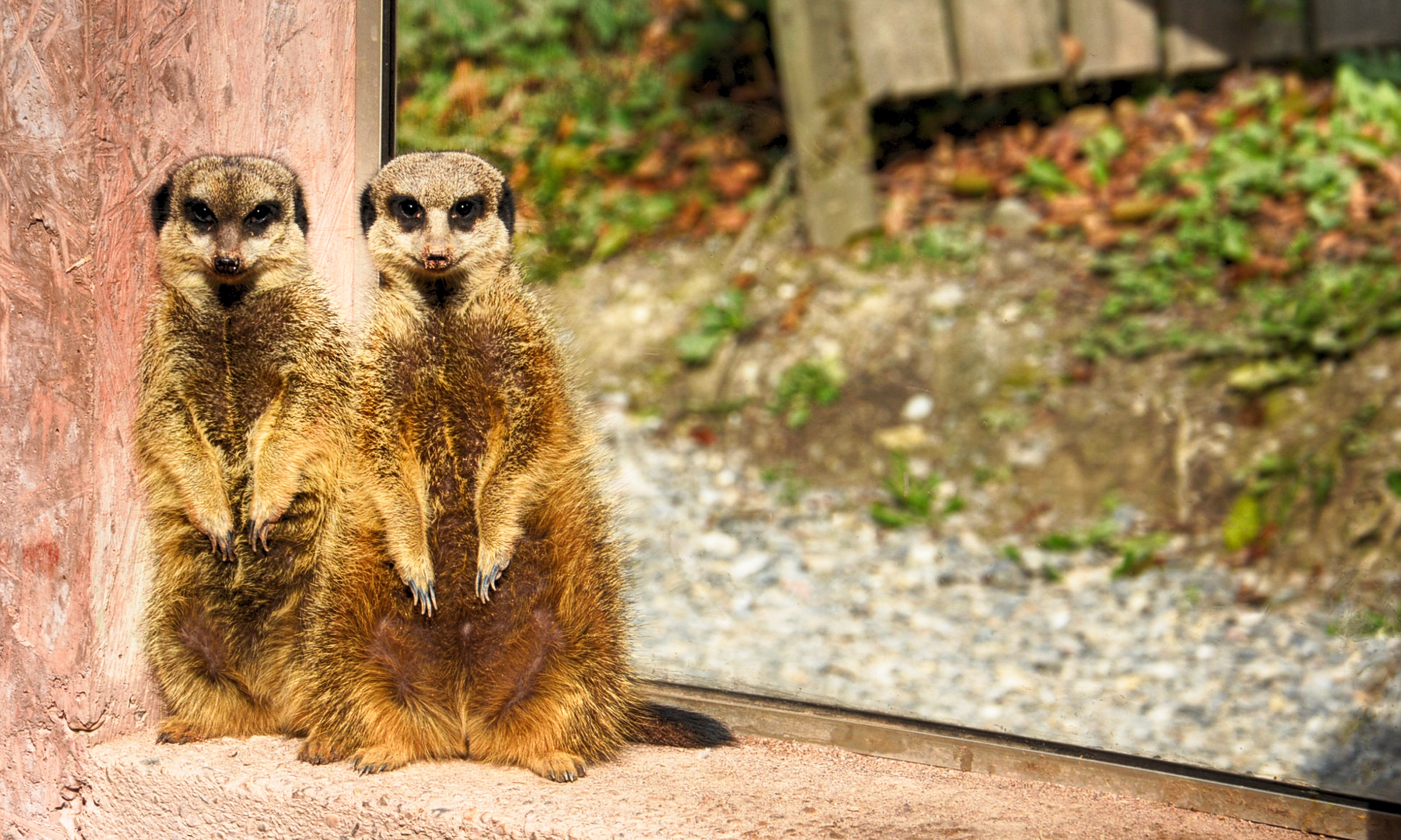 Meerkat Zoo Animal free image download
