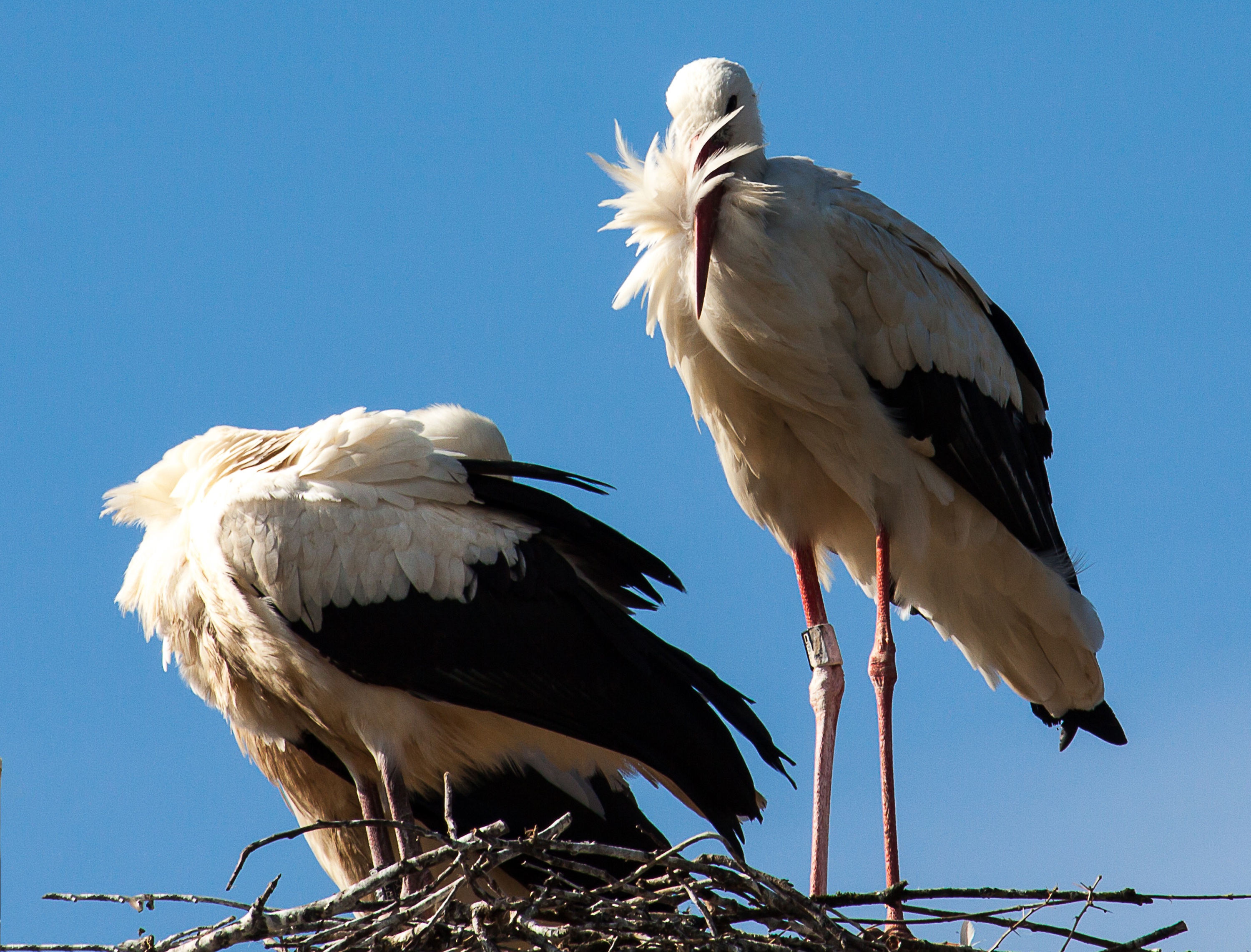Stork Storks Animal Rattle free image download