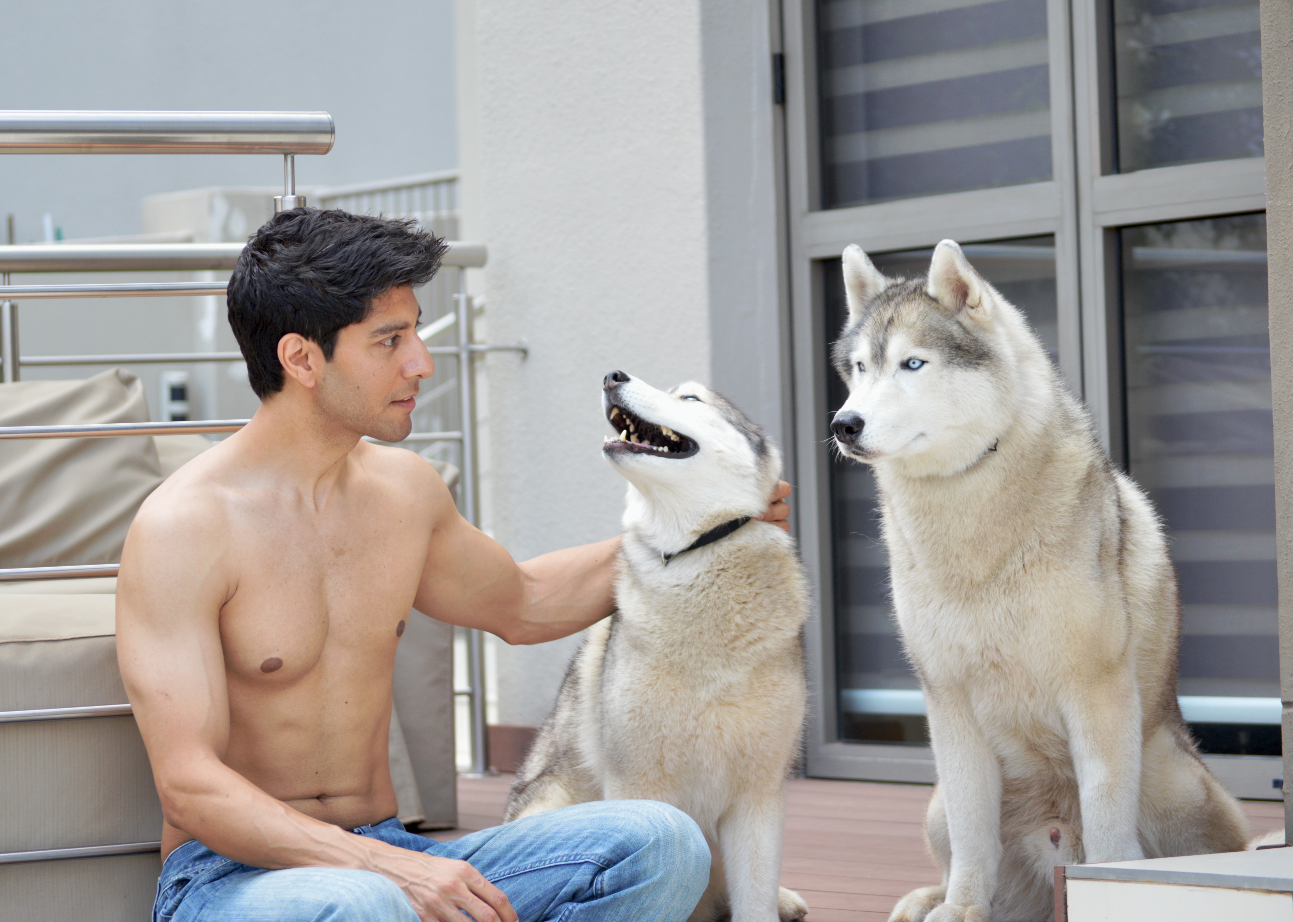 Dogs Husky Abs free image download